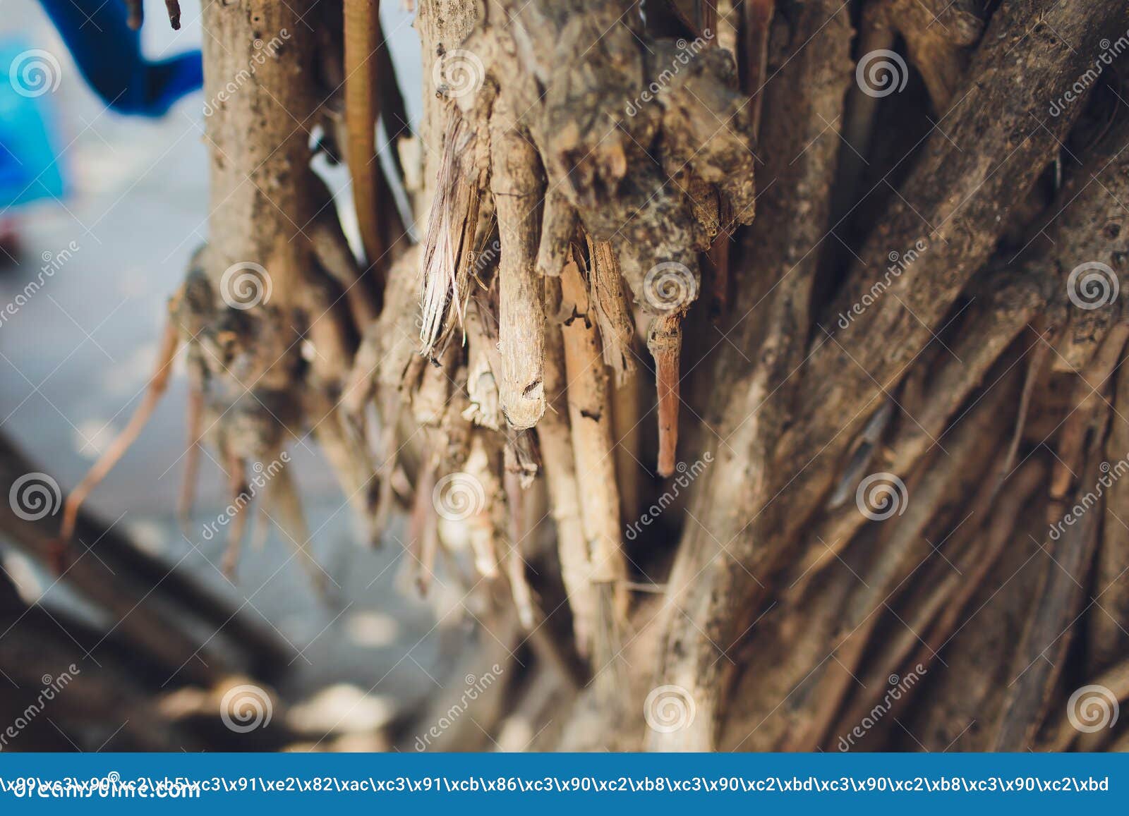 Coconut or Palm Tree Root at Beautiful Beach. Stock Photo - Image of ...
