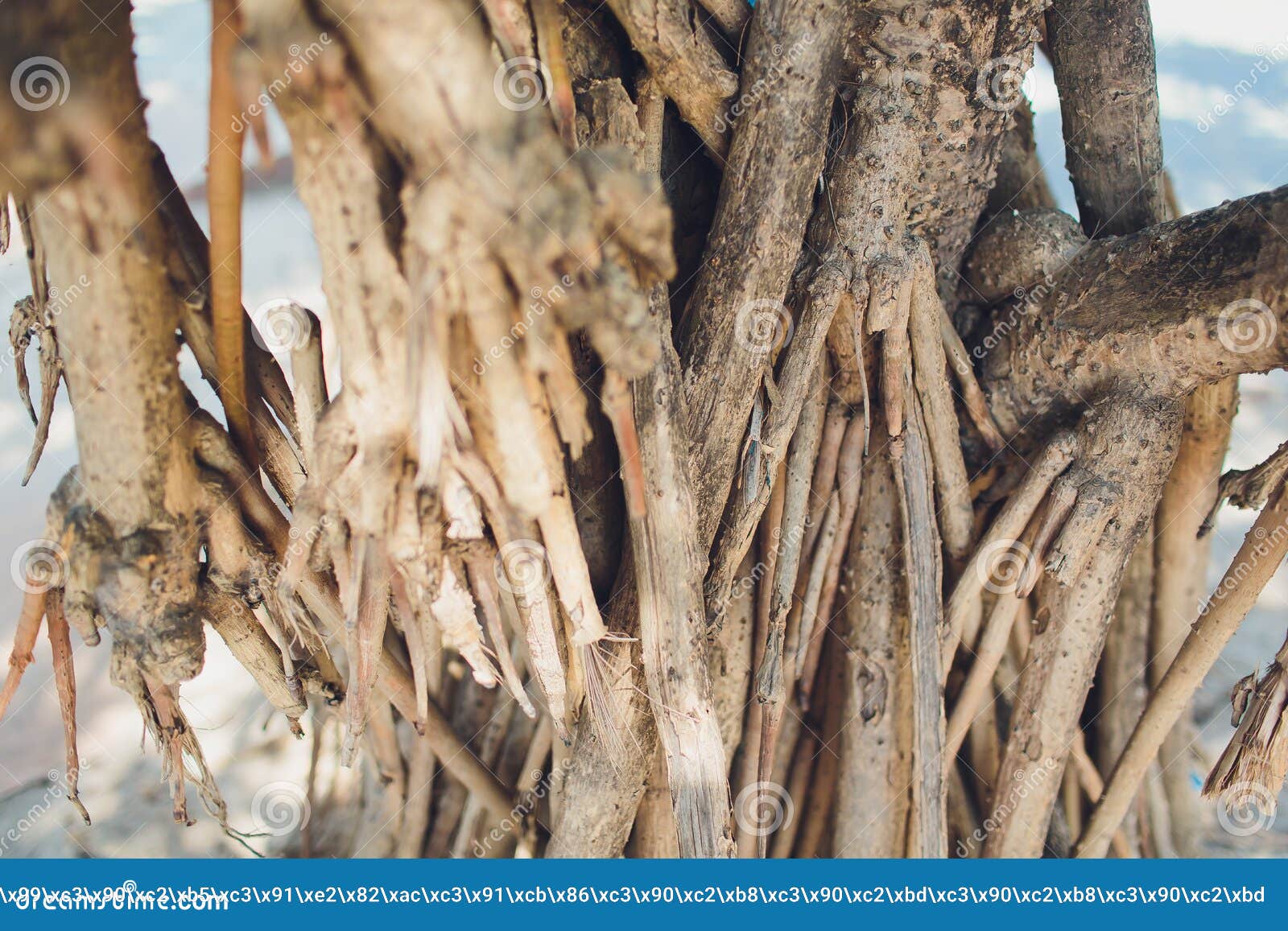 Coconut or Palm Tree Root at Beautiful Beach. Stock Photo - Image of ...