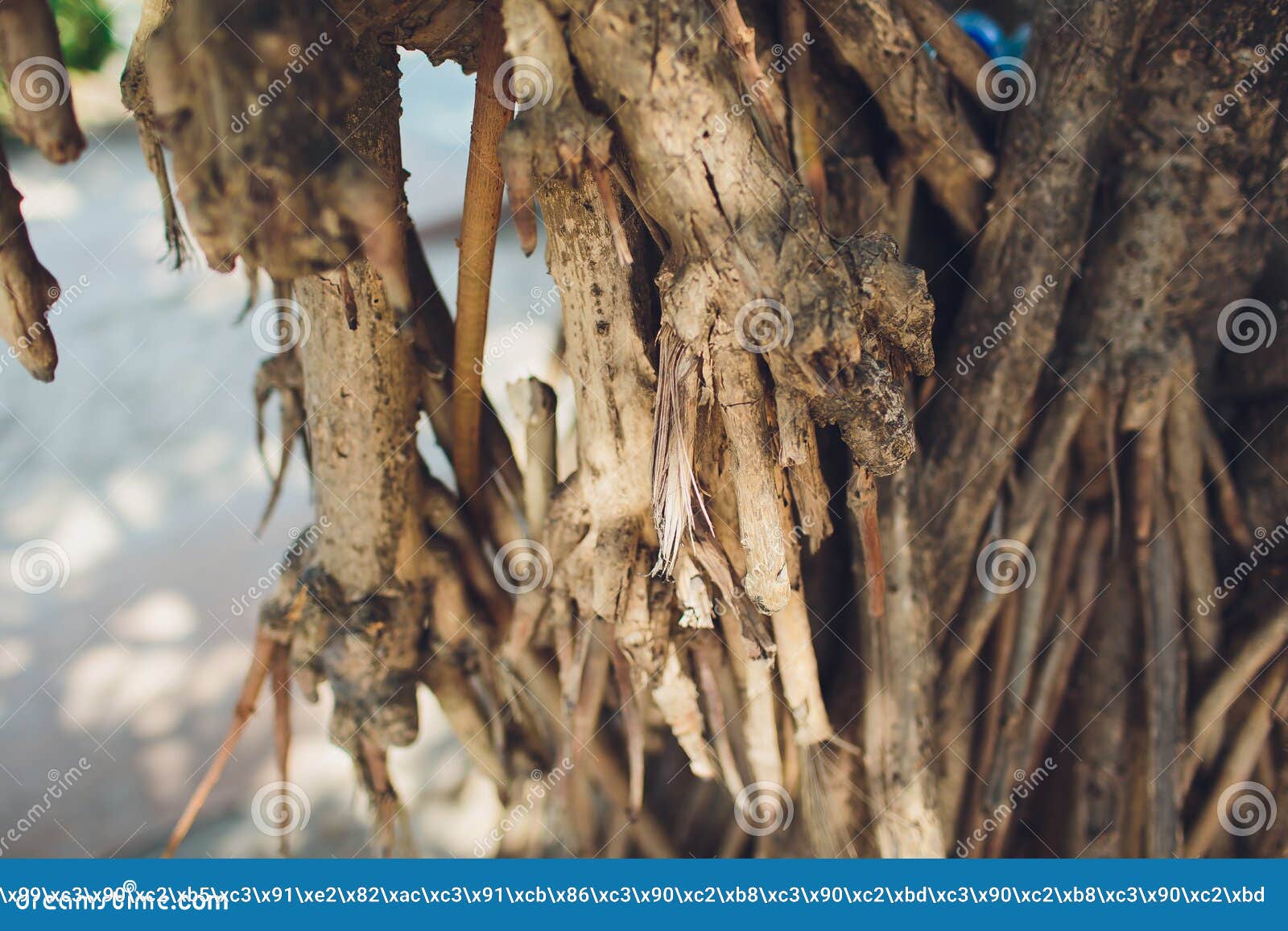 Coconut or Palm Tree Root at Beautiful Beach. Stock Photo - Image of ...