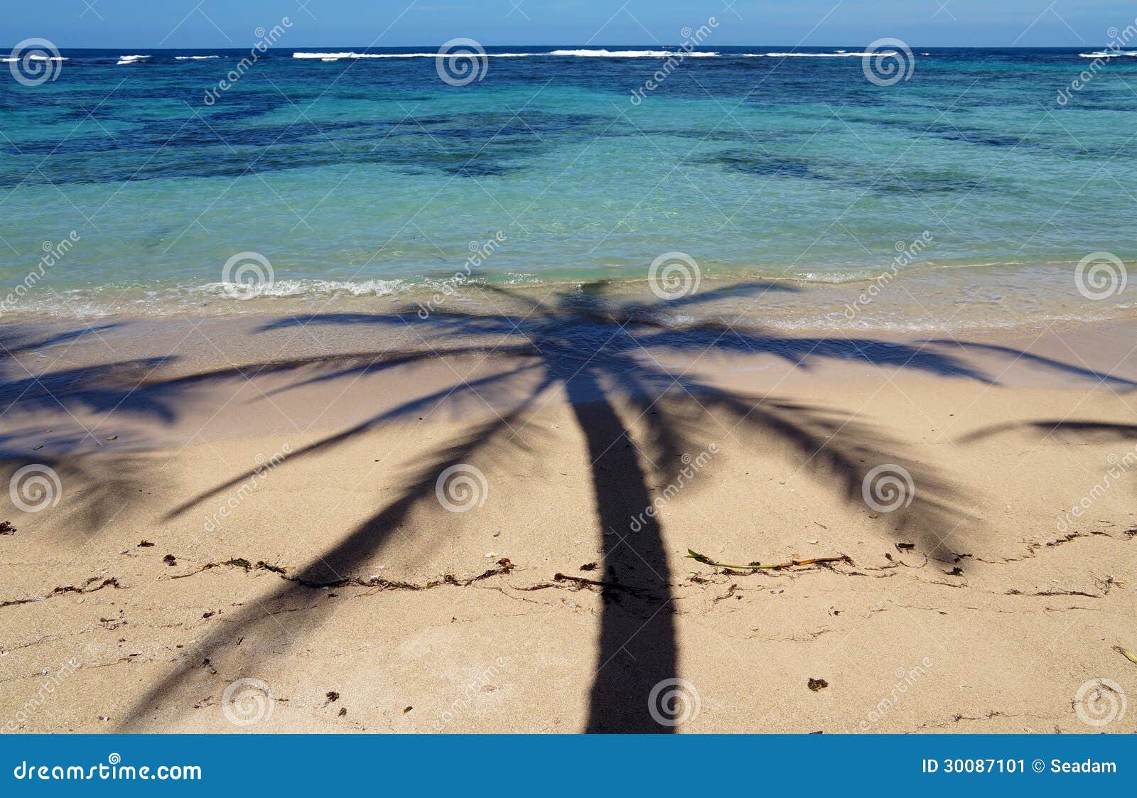 Coconut Palm Tree Shade on Tropical Beach Stock Image - Image of ...