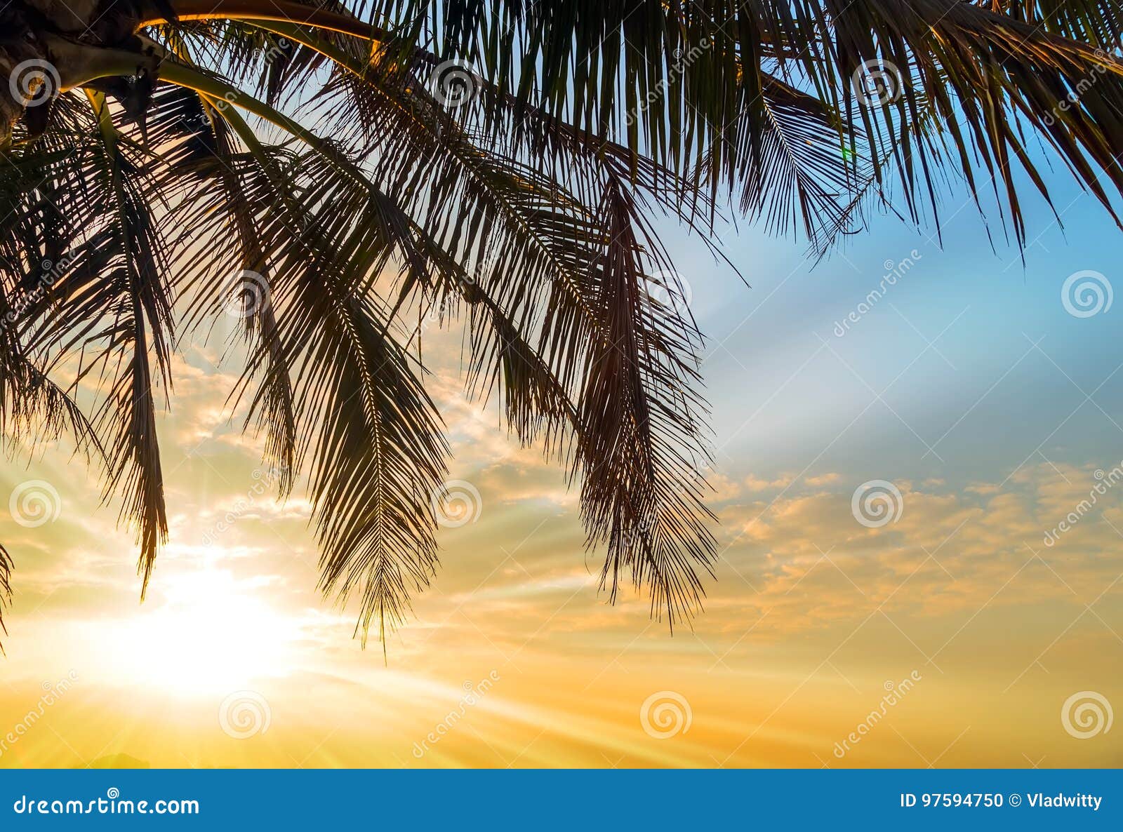Coconut Palm Tree Summer Beach. Stock Photo - Image of heat, frond ...