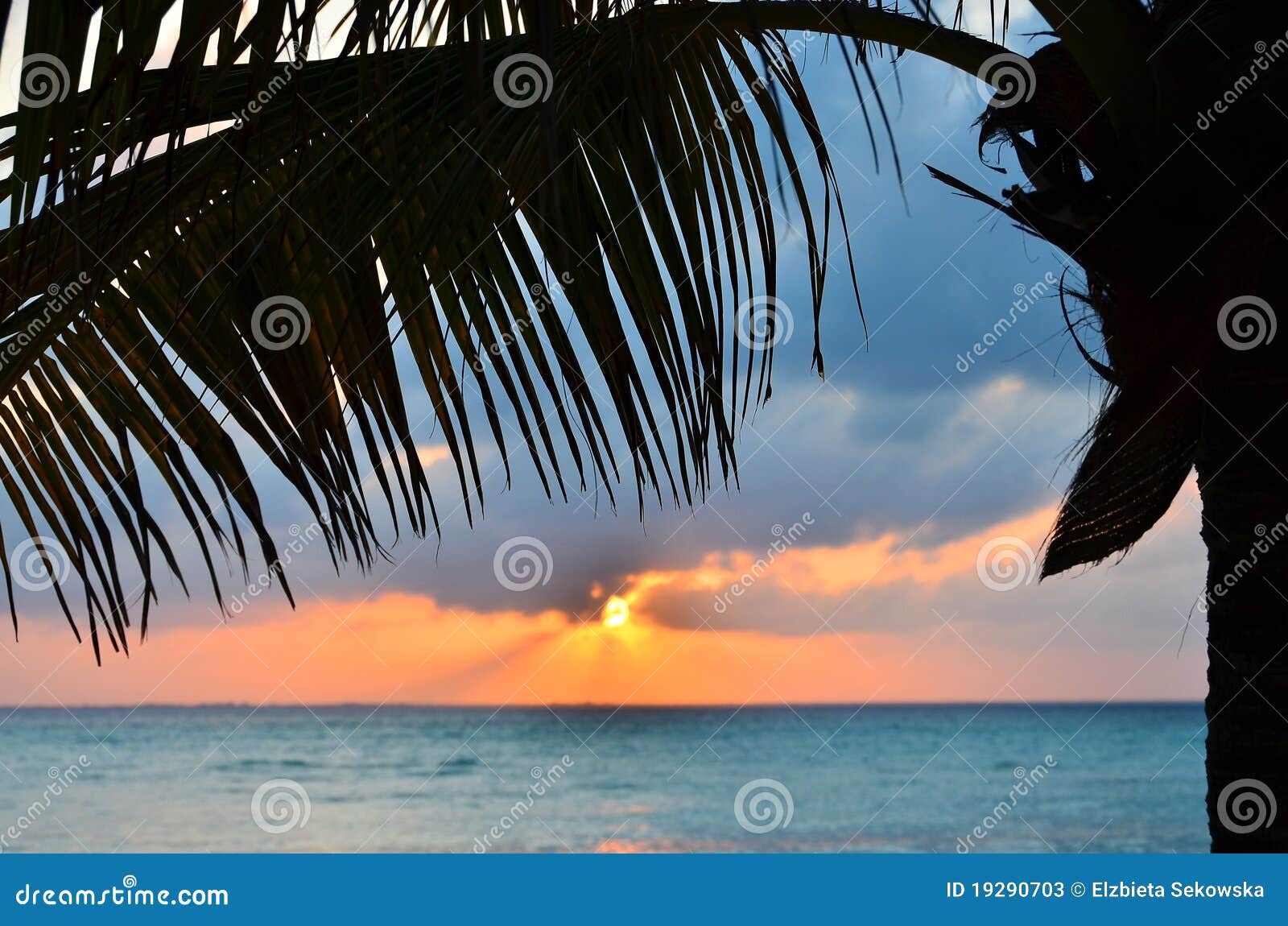 Coconut Palm Tree at Sunset Stock Image - Image of landscape, tourist ...