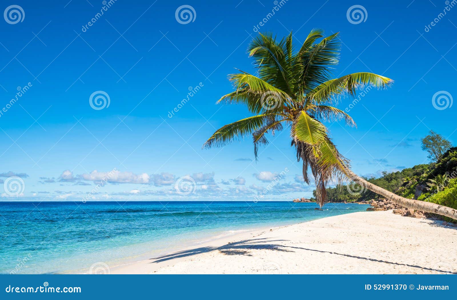 Coconut Palm Tree on Tropical Beach, Seychelles Stock Photo - Image of ...