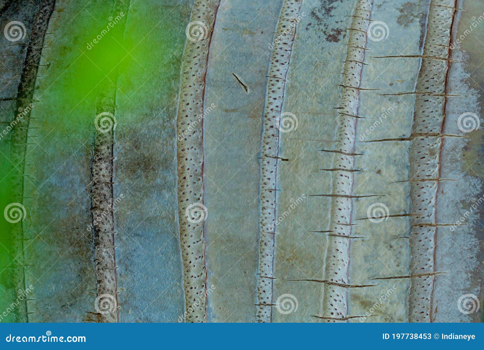 Coconut Palm Tree Trunk Closeup Stock Image - Image of coconut ...