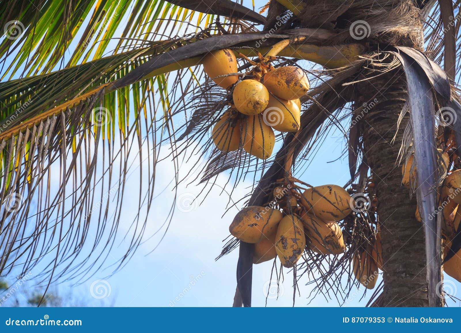 Coconut Palm Tree Under Blue Sky Stock Image - Image of forest, closeup ...