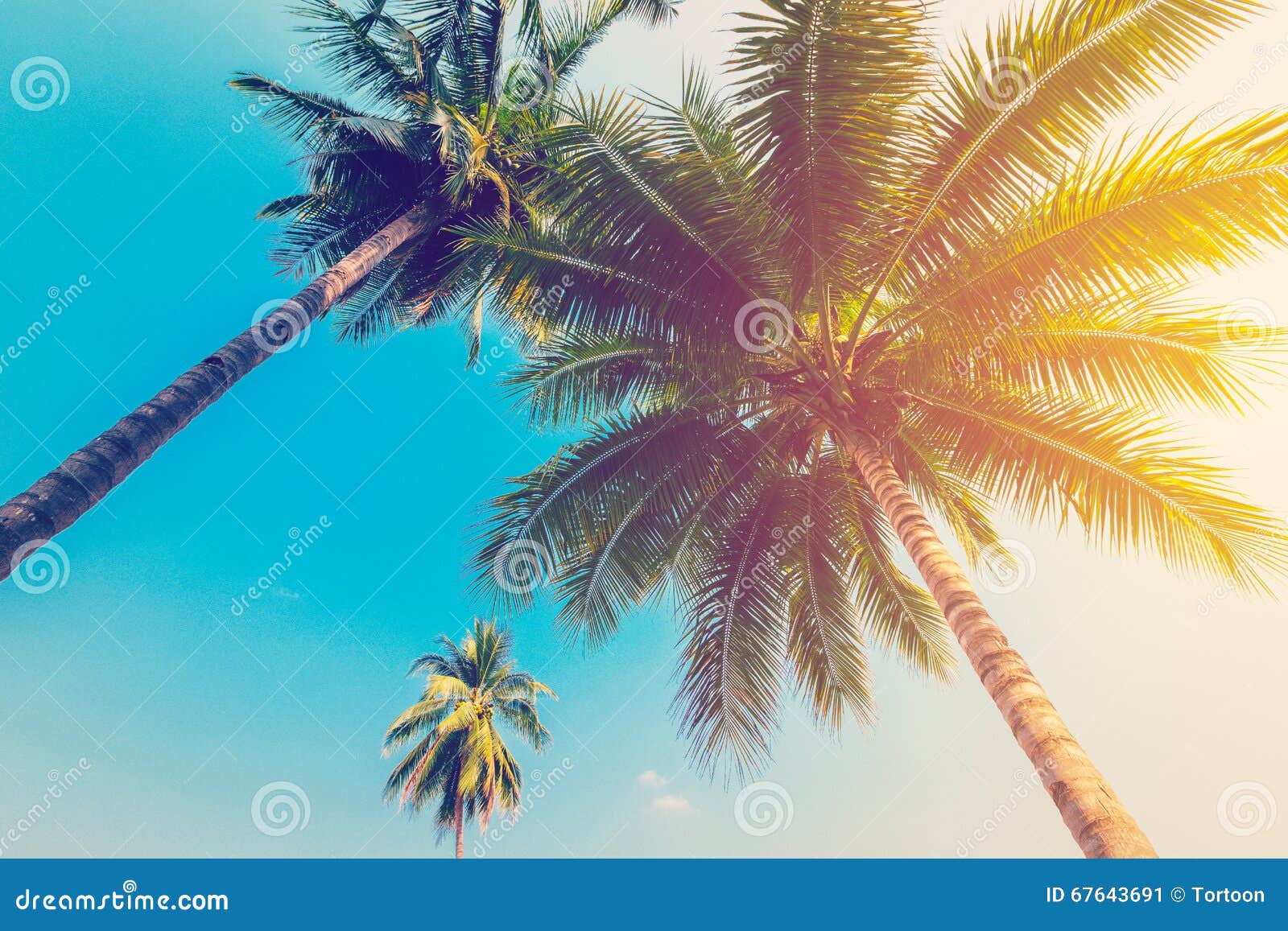 Coconut palm tree stock image. Image of travel, texture - 67643691