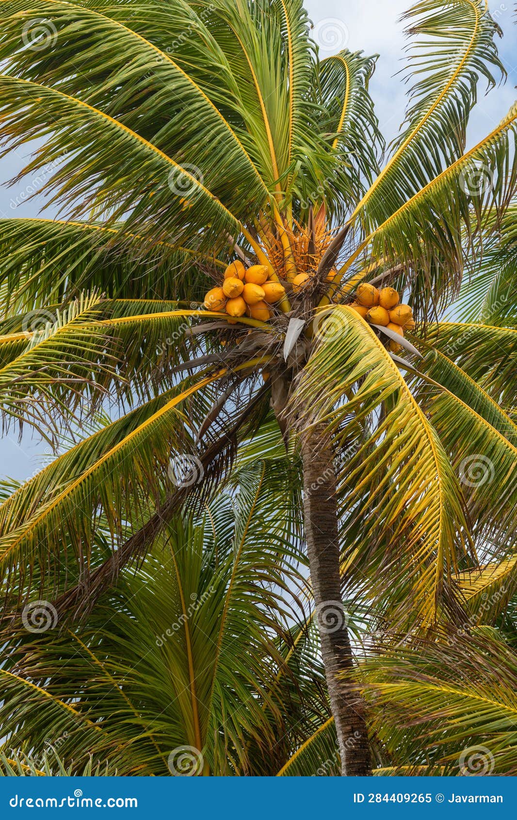 Coconut Palm Tree with Yellow Coconuts Over Blue Sky Stock Image ...