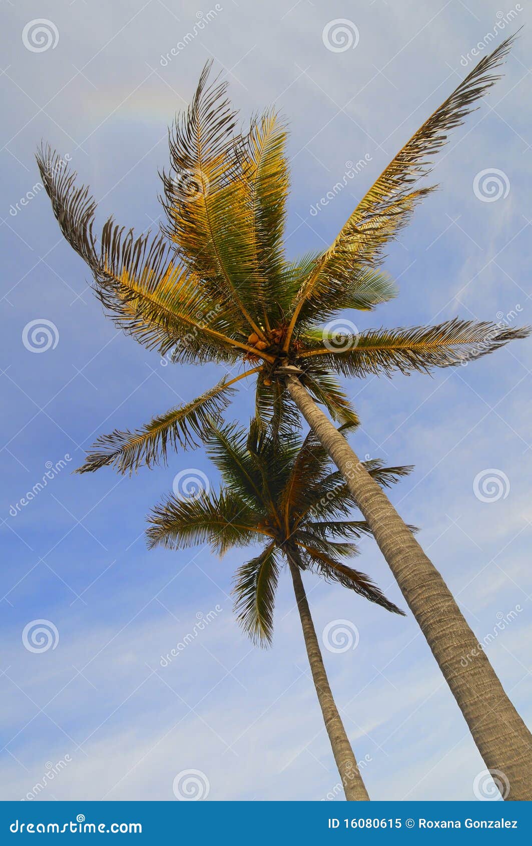 Coconut palm trees stock image. Image of plants, coconut - 16080615