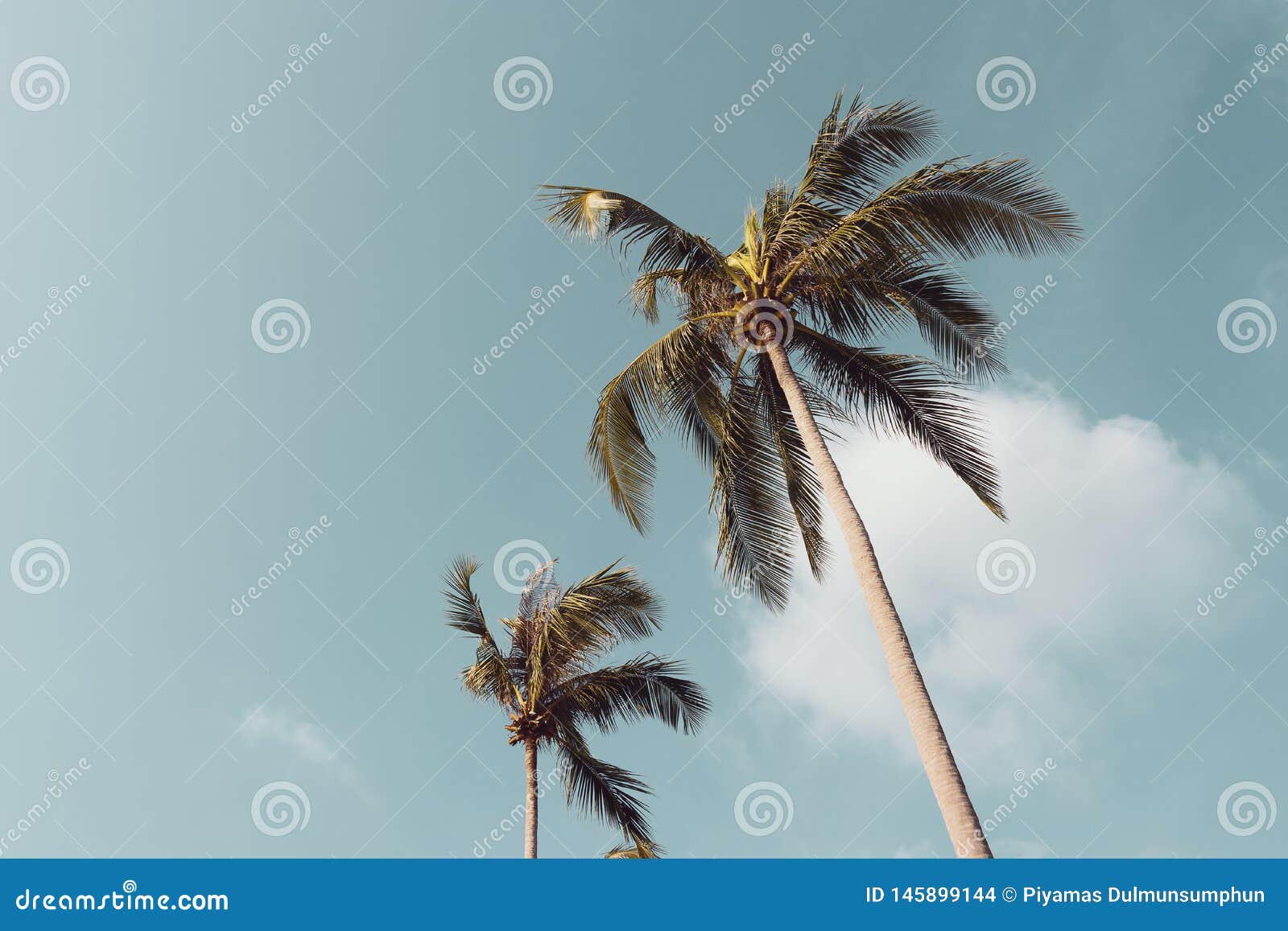Coconut Palm Trees Against the Blue Sky with Vintage Color Filter Stock ... Coconut Palm Trees Against the Blue Sky with Vintage Color Filter Stock ...
