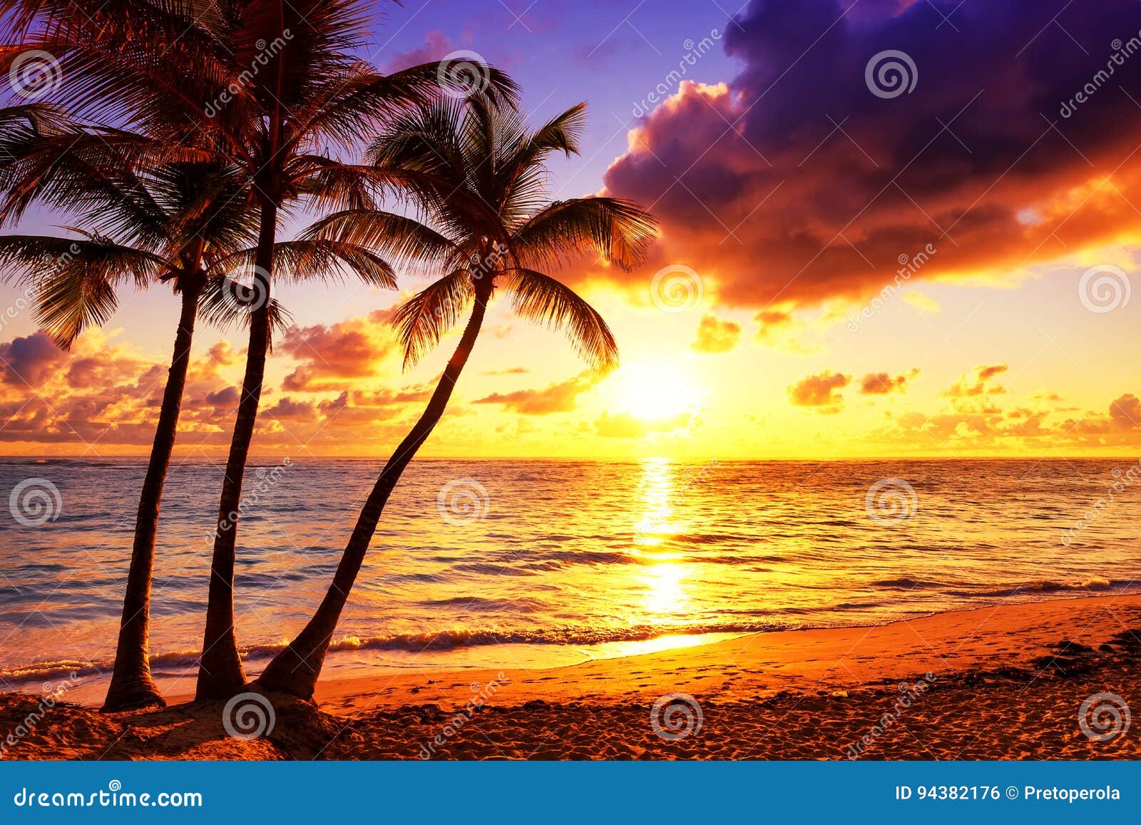Coconut palm trees stock photo. Image of palm, dominican - 94382176