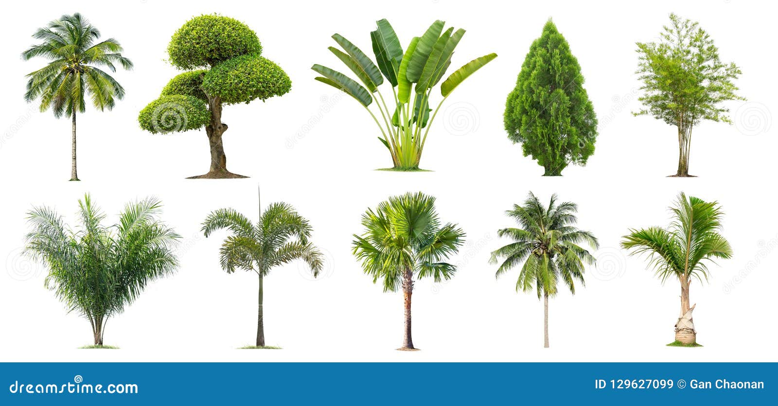 Coconut and Palm Trees,Bamboo,Banana ,Tako , Isolated Tree on White ... Coconut and Palm Trees,Bamboo,Banana ,Tako , Isolated Tree on White ...