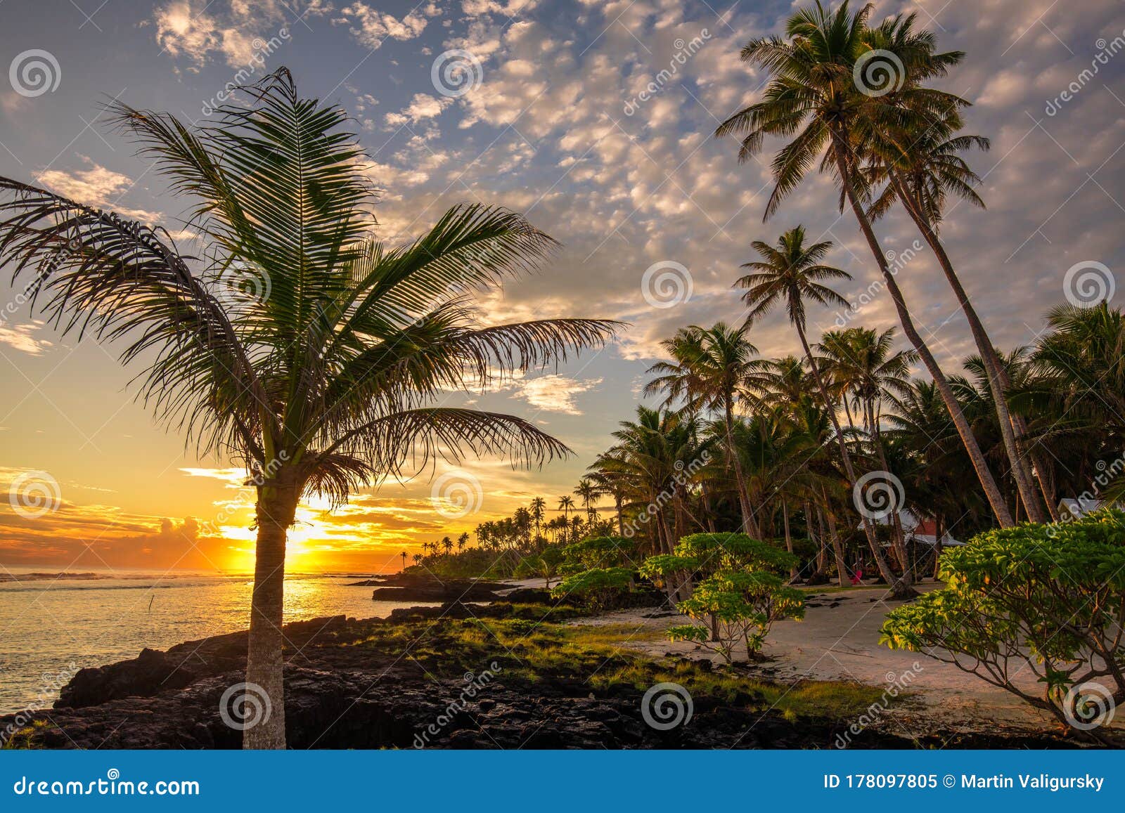Coconut Palm Trees on the Beach during the Sunrise on Upolu, Samoa ...