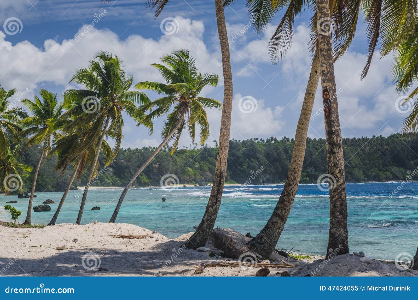 Coconut Palm Trees at the Beach Stock Image - Image of landscape, ocean ...