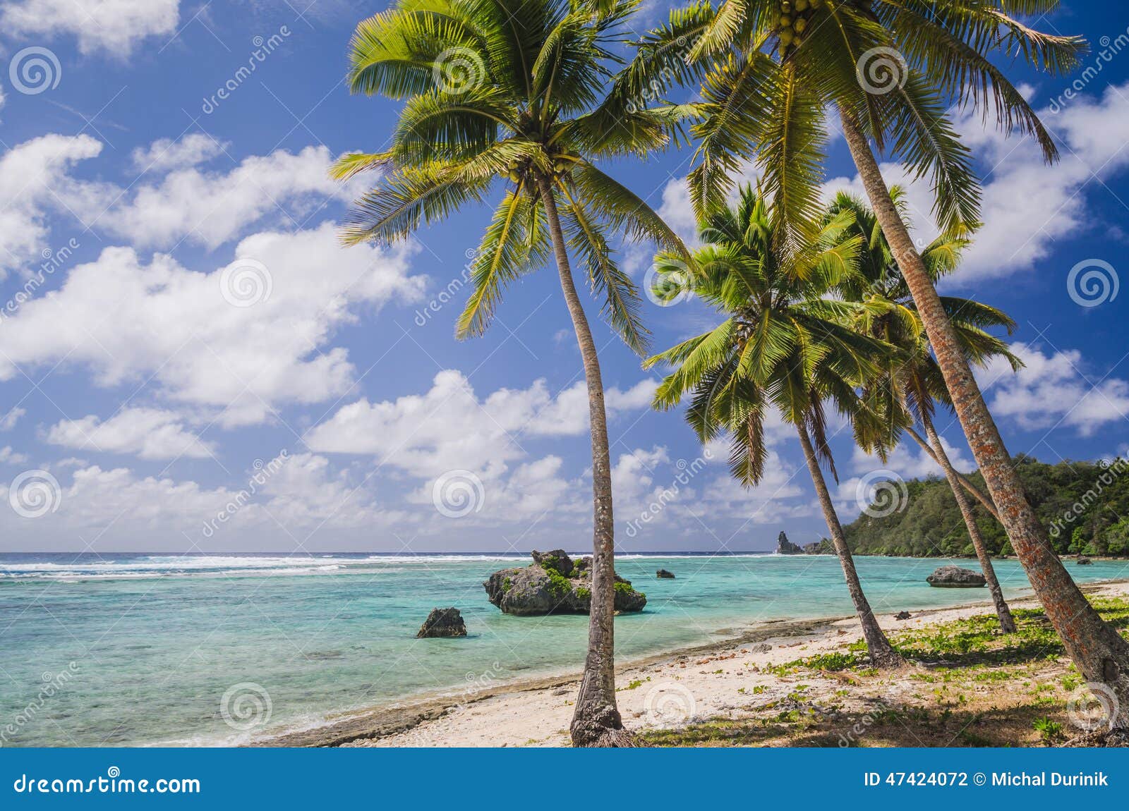 Coconut Tree Tonga Stock Photos - Free & Royalty-Free Stock Photos from ...