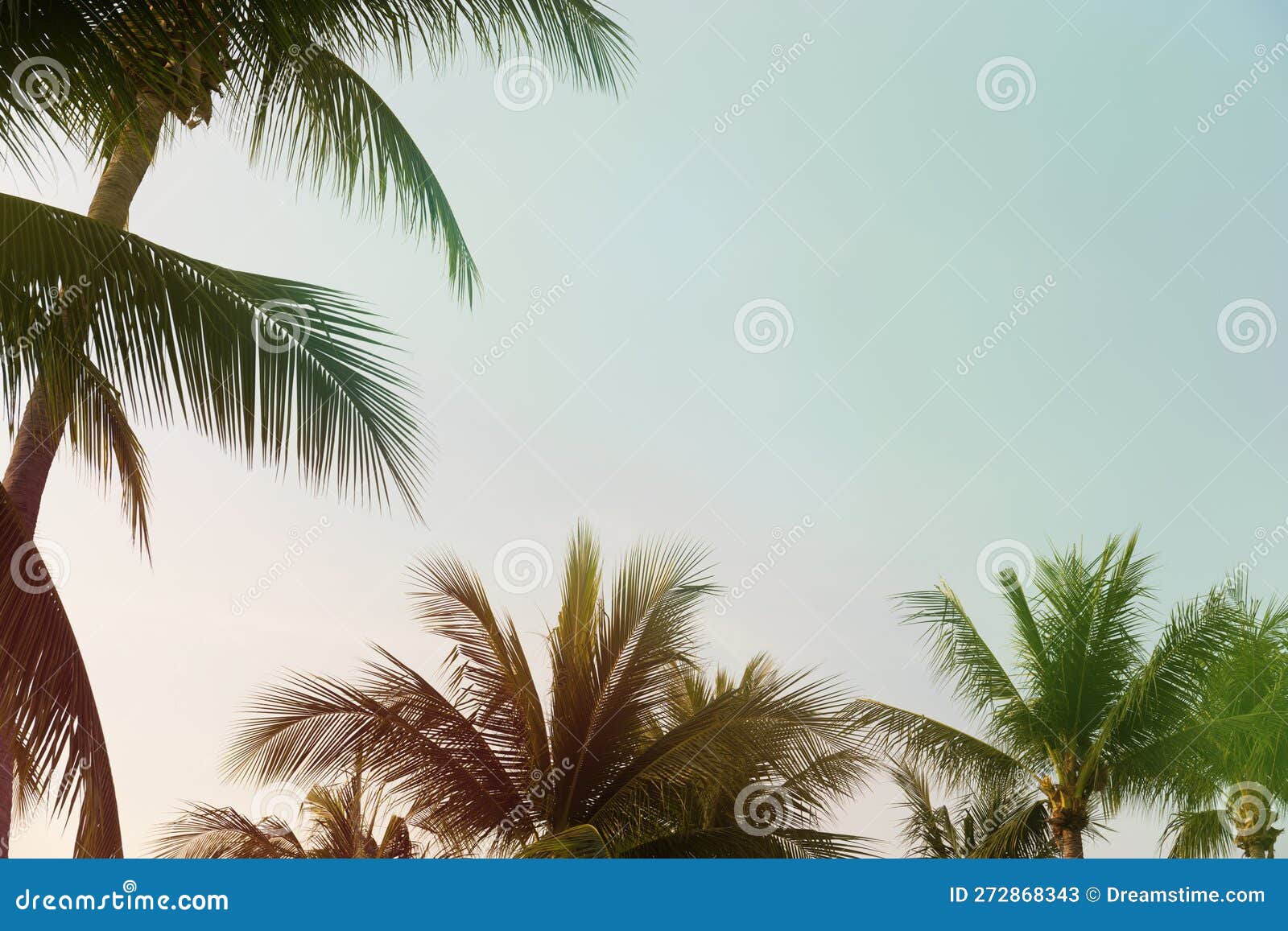 Coconut Palm Trees Bottom Up View in Backlit Stock Image - Image of ...