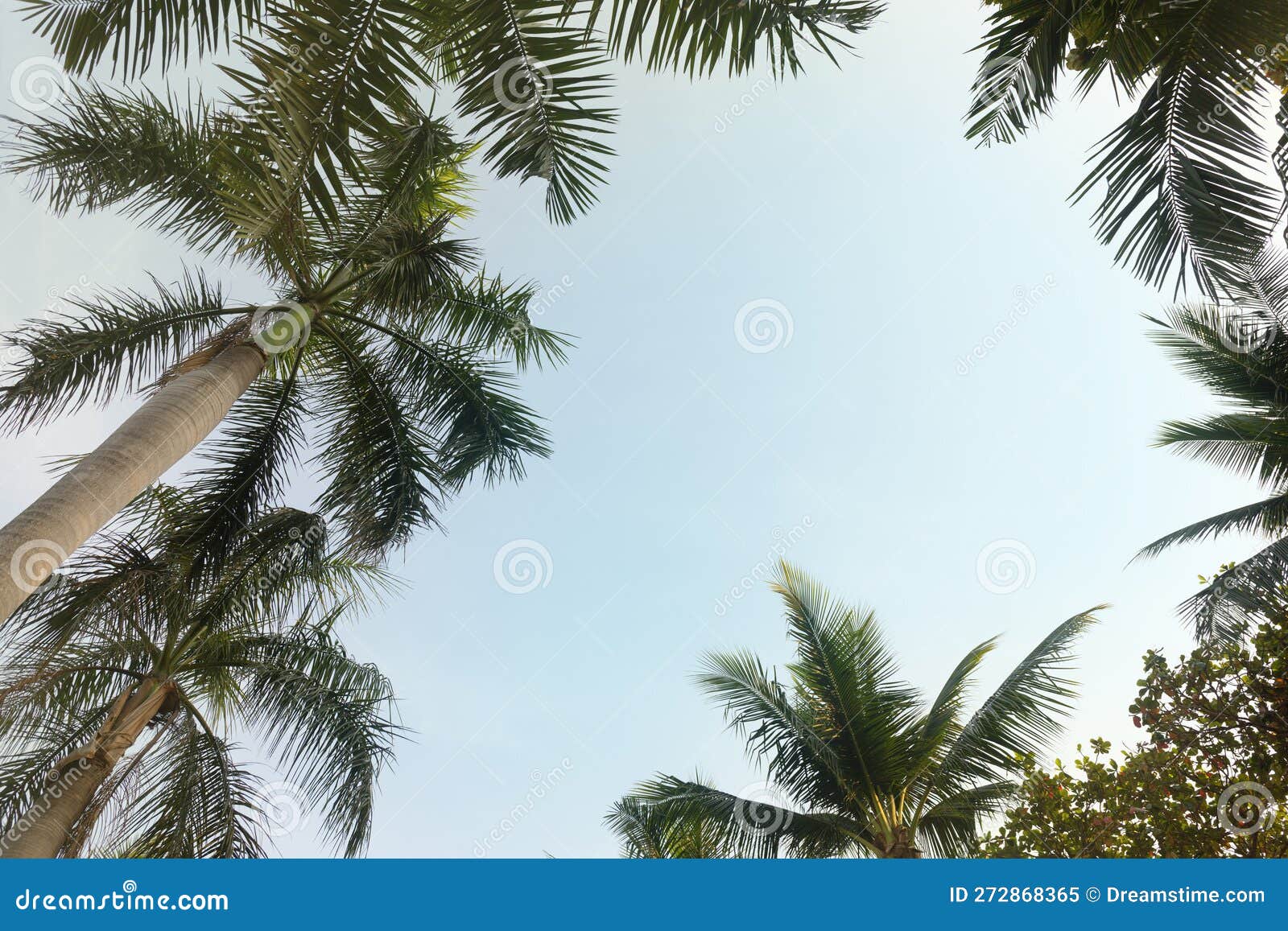 Coconut Palm Trees Bottom Up View in Backlit Stock Image - Image of ...