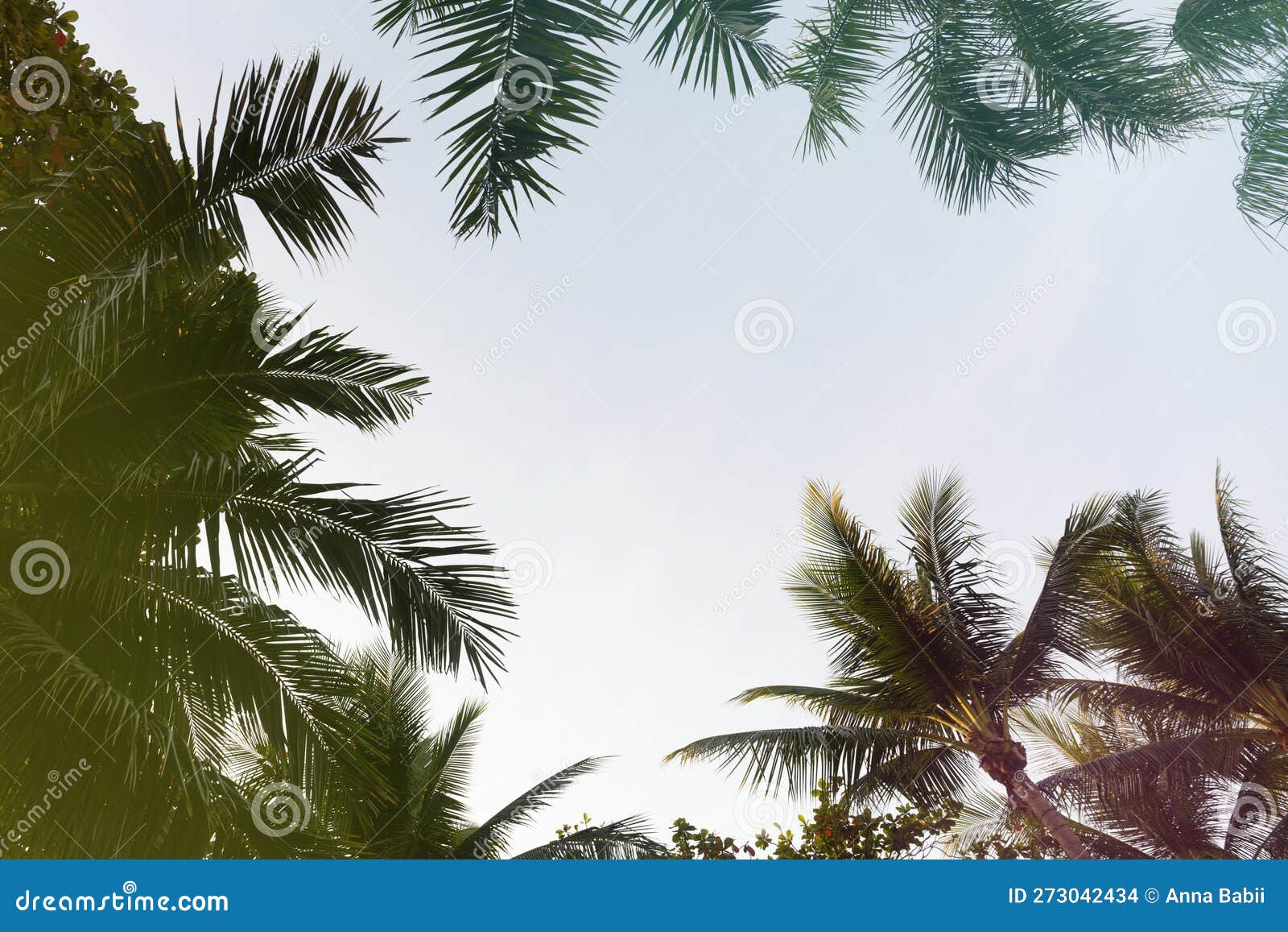 Coconut Palm Trees Bottom Up View in Backlit Stock Photo - Image of ...