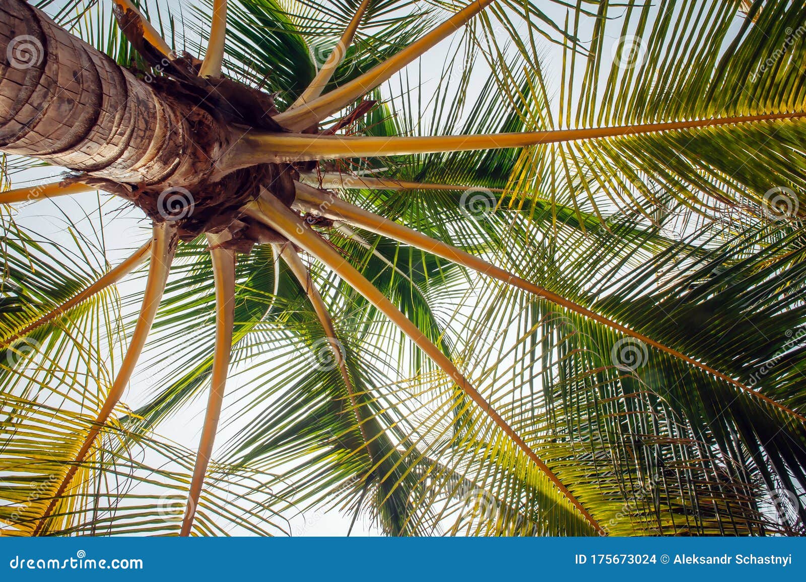 Coconut Palm Trees Bottom View, Close Up. Palm Tree with Coconuts ...