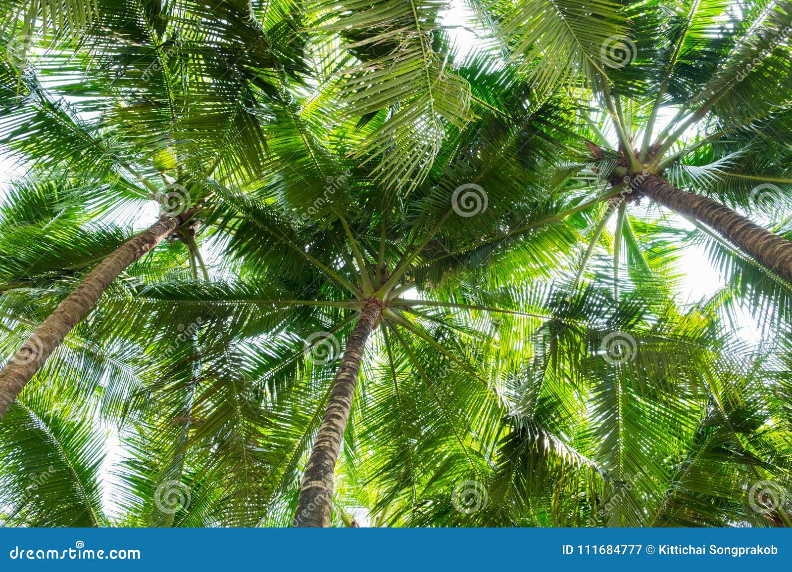 Coconut Palm Trees Bottom View , Perspective View Stock Image - Image ...