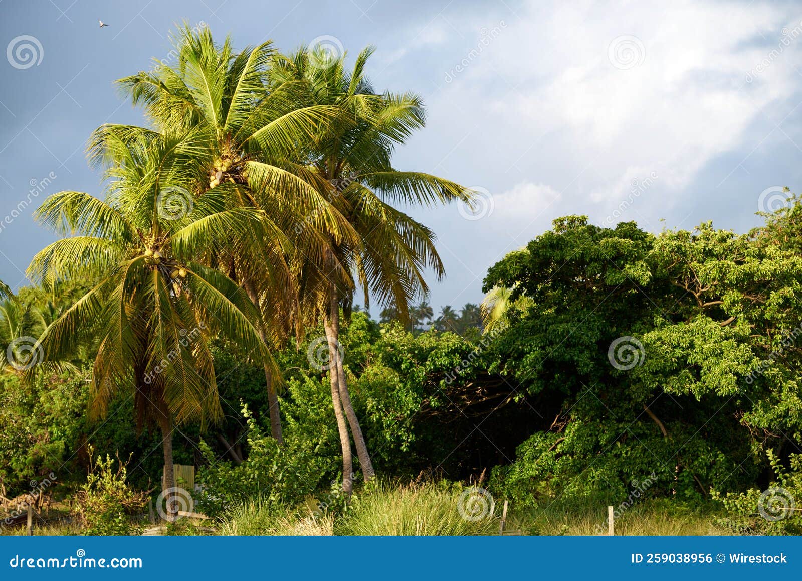 Coconut Palm Trees (Cocos Nucifera) in Dense Green Forest Stock Photo ...
