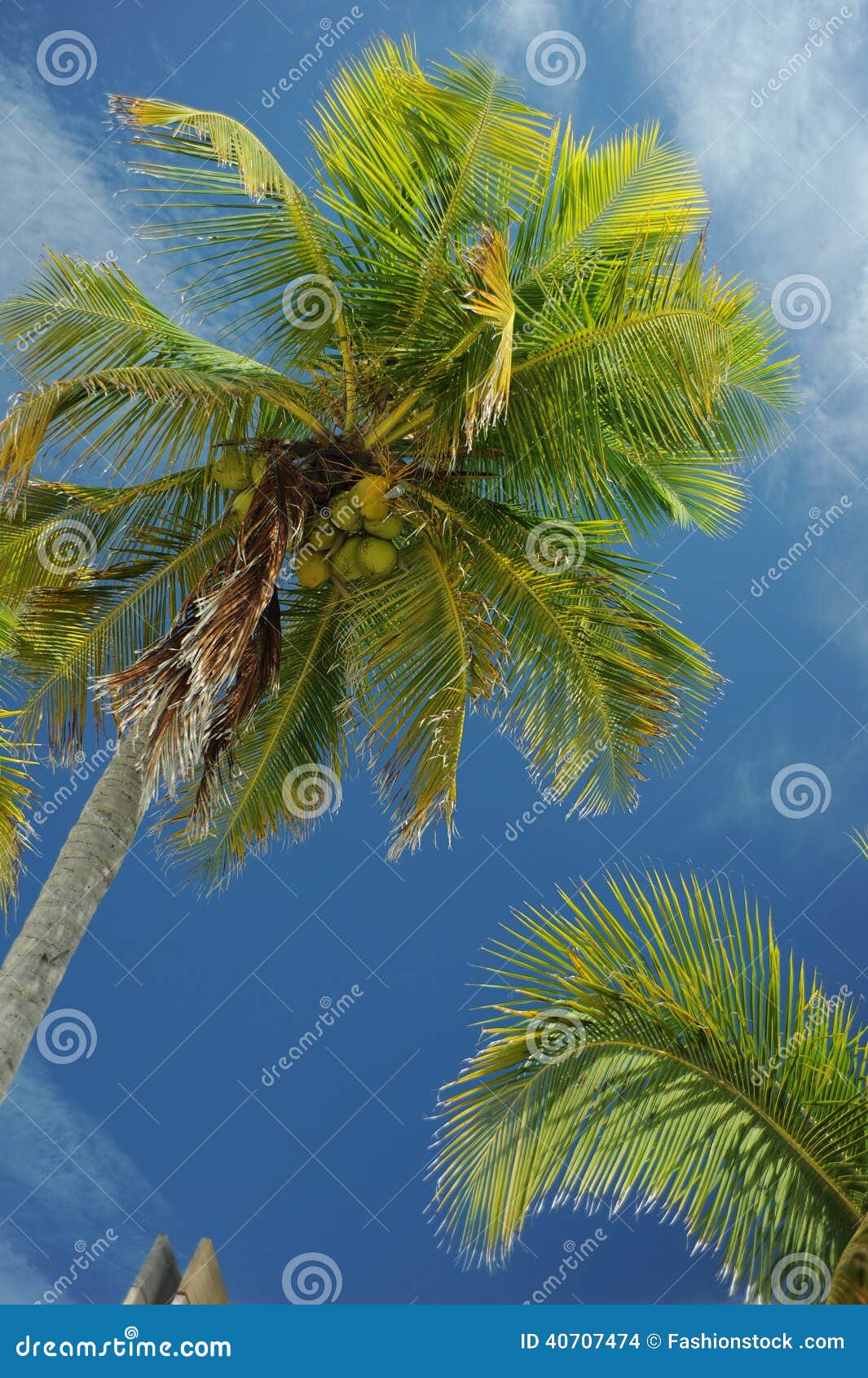 Coconut Palm Trees at Empty Tropical Beach Stock Photo - Image of ...