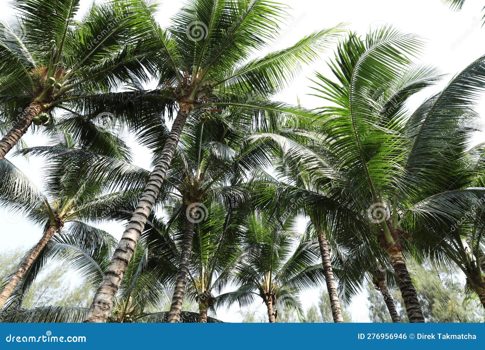 Coconut palm trees. stock photo. Image of tree, farm - 276956946