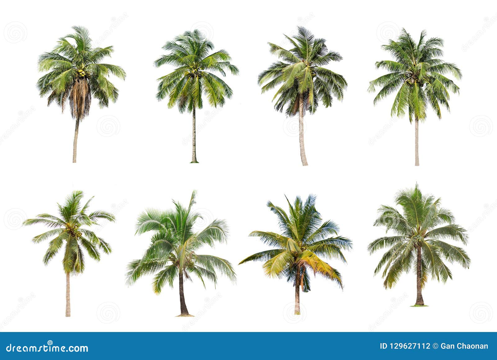 Coconut and Palm Trees Isolated Tree on White Background , Stock Photo ... Coconut and Palm Trees Isolated Tree on White Background , Stock Photo ...