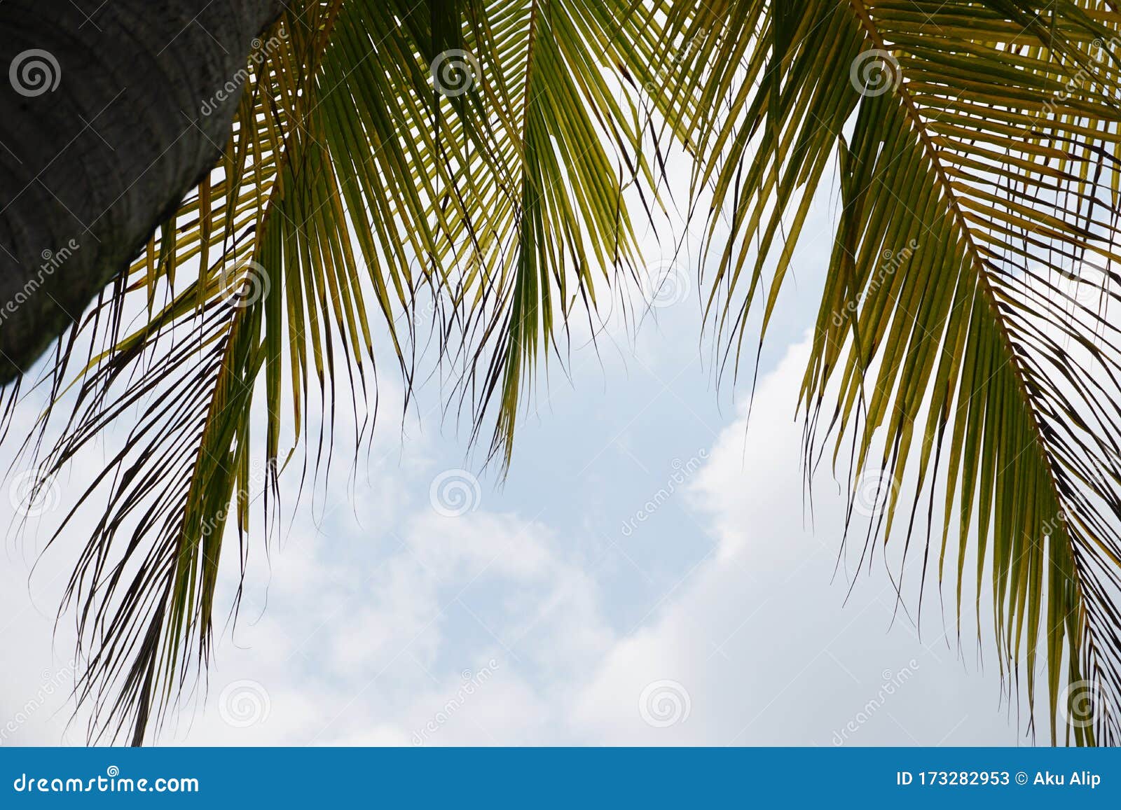 Coconut Palm Trees in Perspective View Stock Image - Image of summer ...
