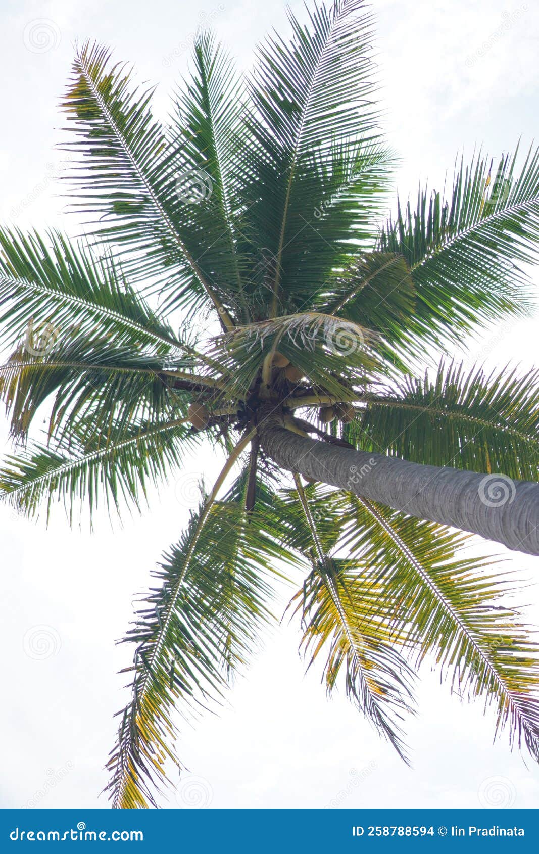 Coconut Palm Trees in Perspective View from Below Stock Photo - Image ...
