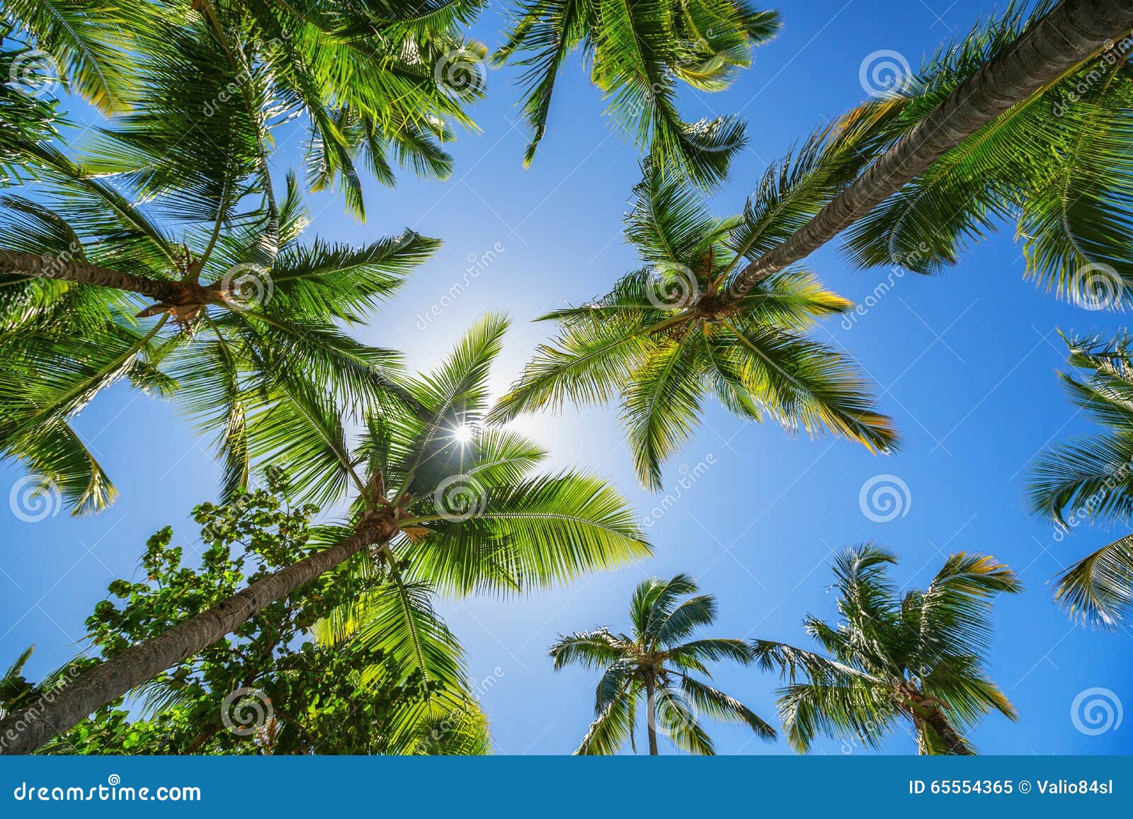 Coconut Palm Trees Perspective View Stock Image - Image of green, summer: 65554365