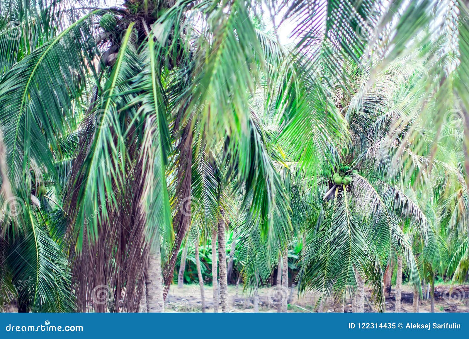 Coconut Palm Trees Perspective View from Floor High Up Stock Image ...