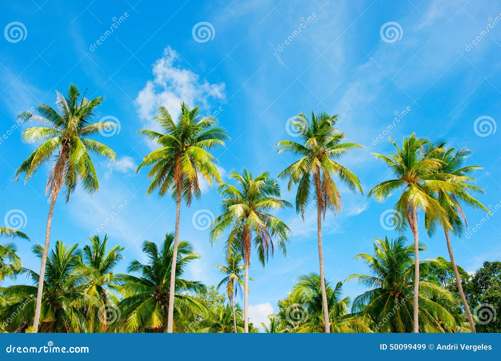 Coconut Palm Trees Perspective View Stock Image - Image of beach, ocean ...