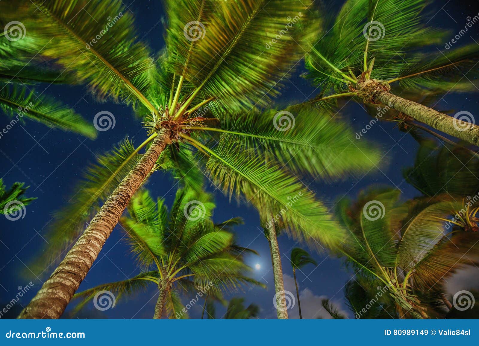 Coconut Palm Trees Perspective View at Night Stock Image - Image of ...