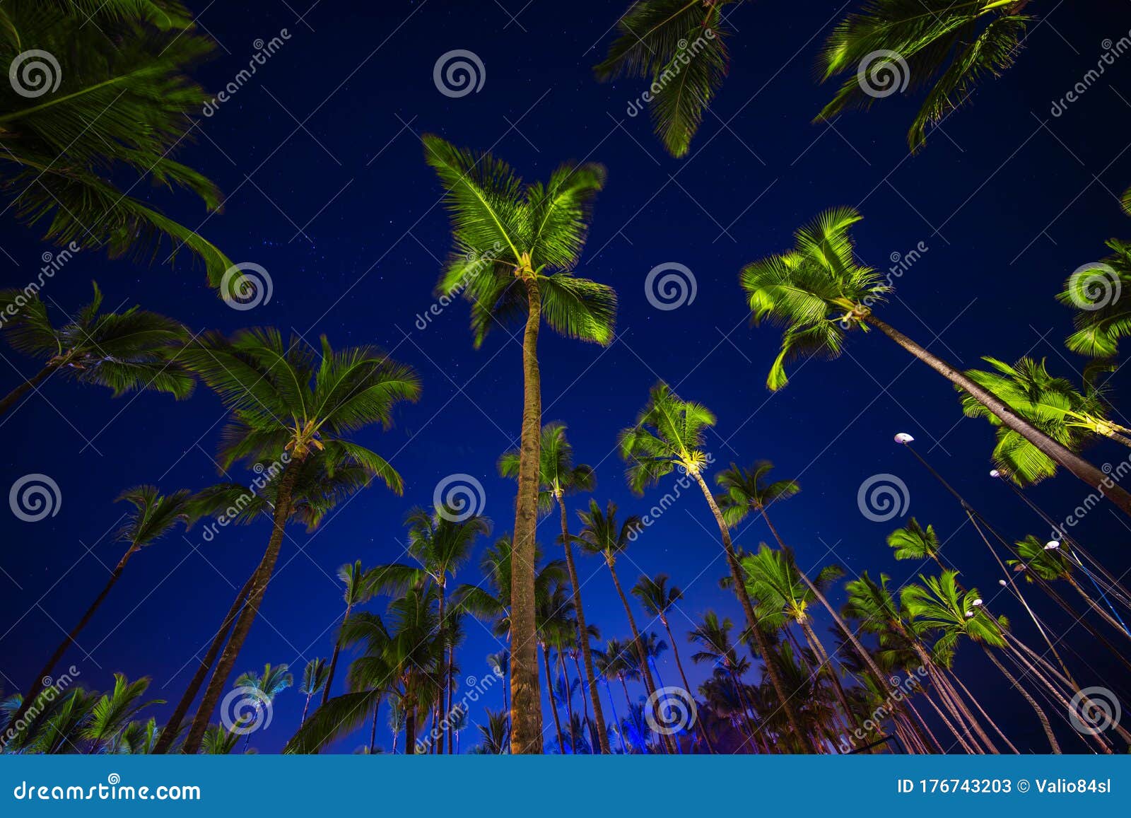 Coconut Palm Trees Perspective View at Night Stock Image - Image of ...