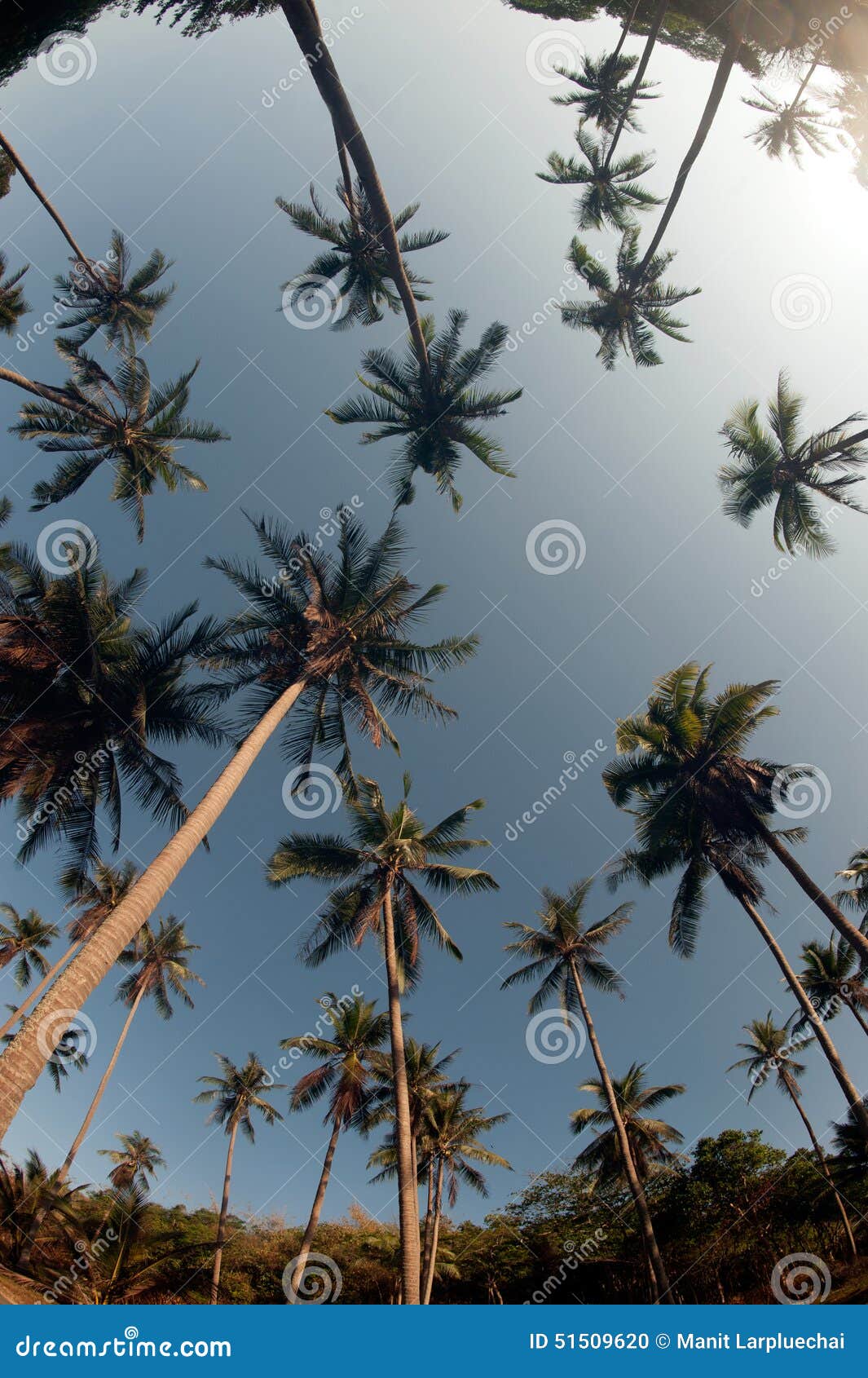 Coconut Palm Trees Perspective View. Stock Photo - Image of exotic ...
