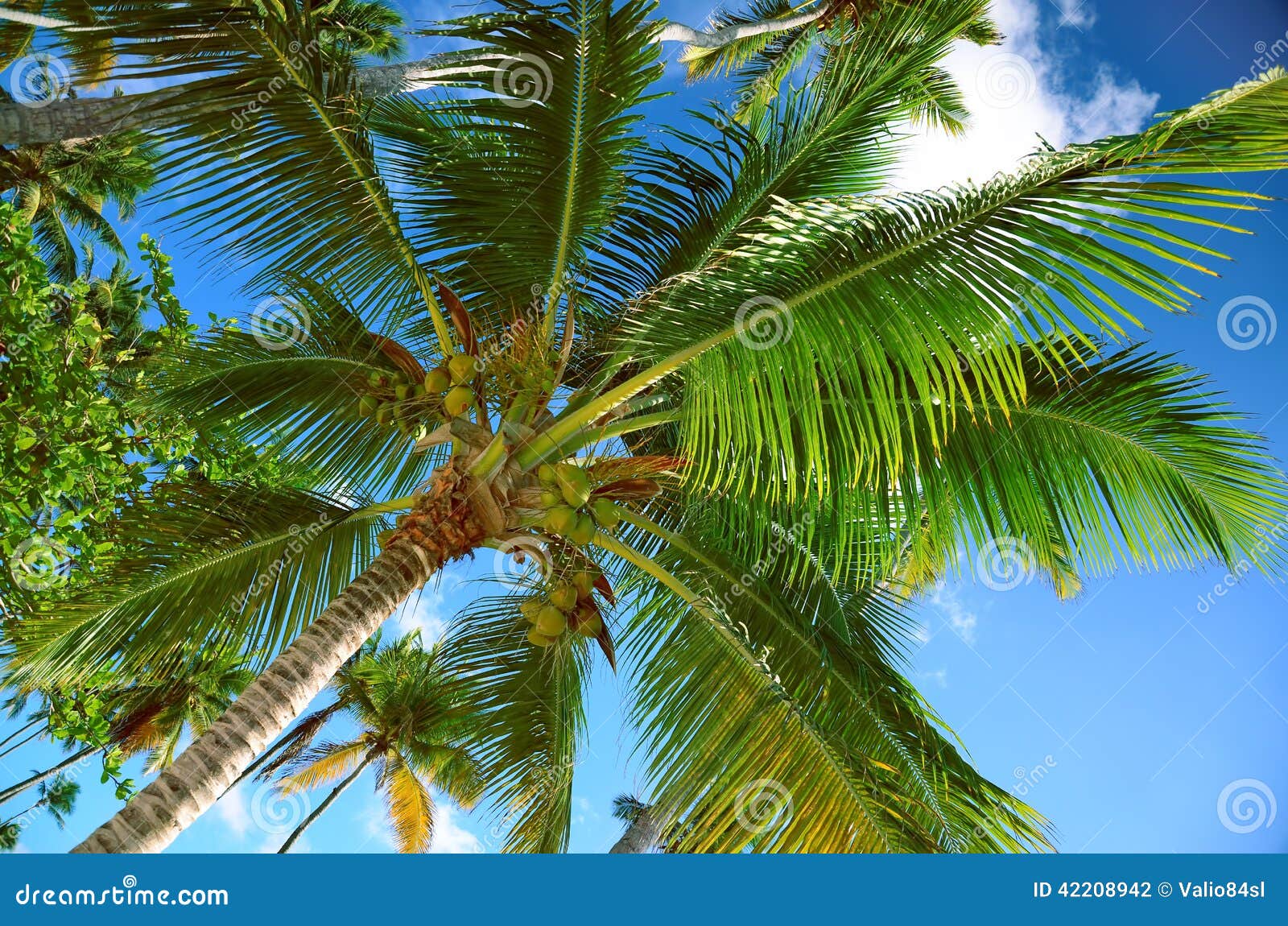 Coconut Palm Trees Perspective View Stock Photo - Image of forest ...