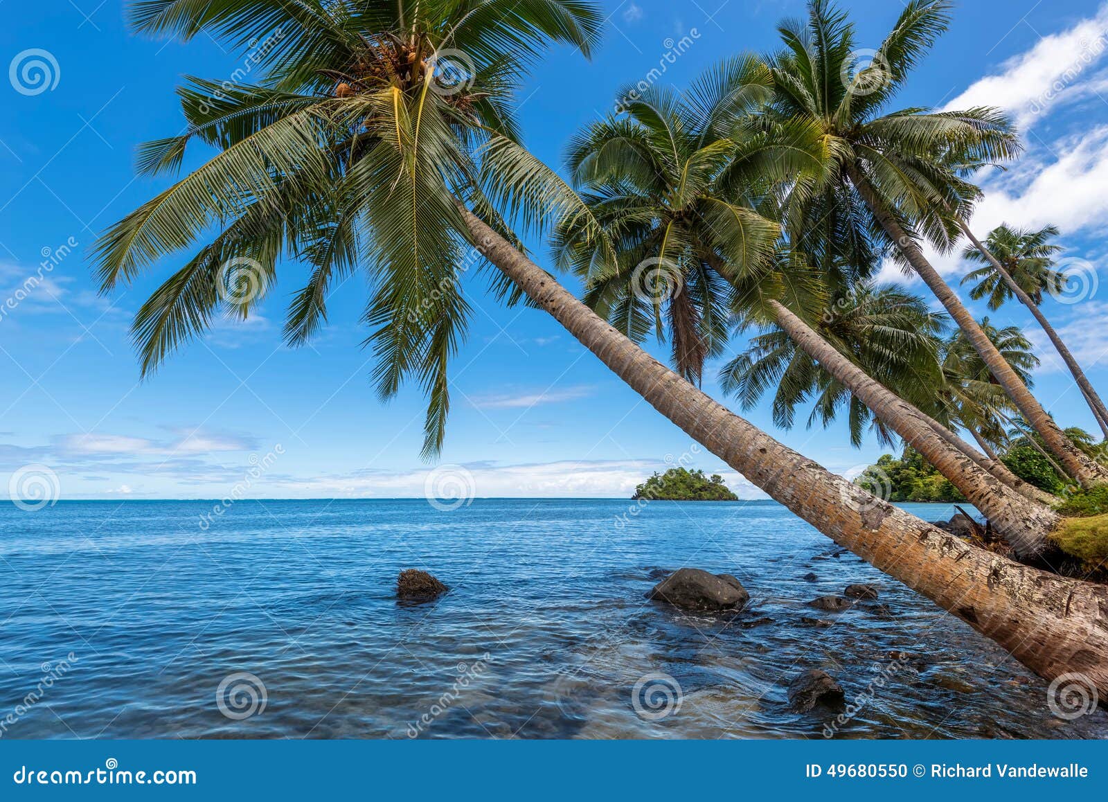 Coconut Palm Trees stock photo. Image of reaching, sand - 49680550