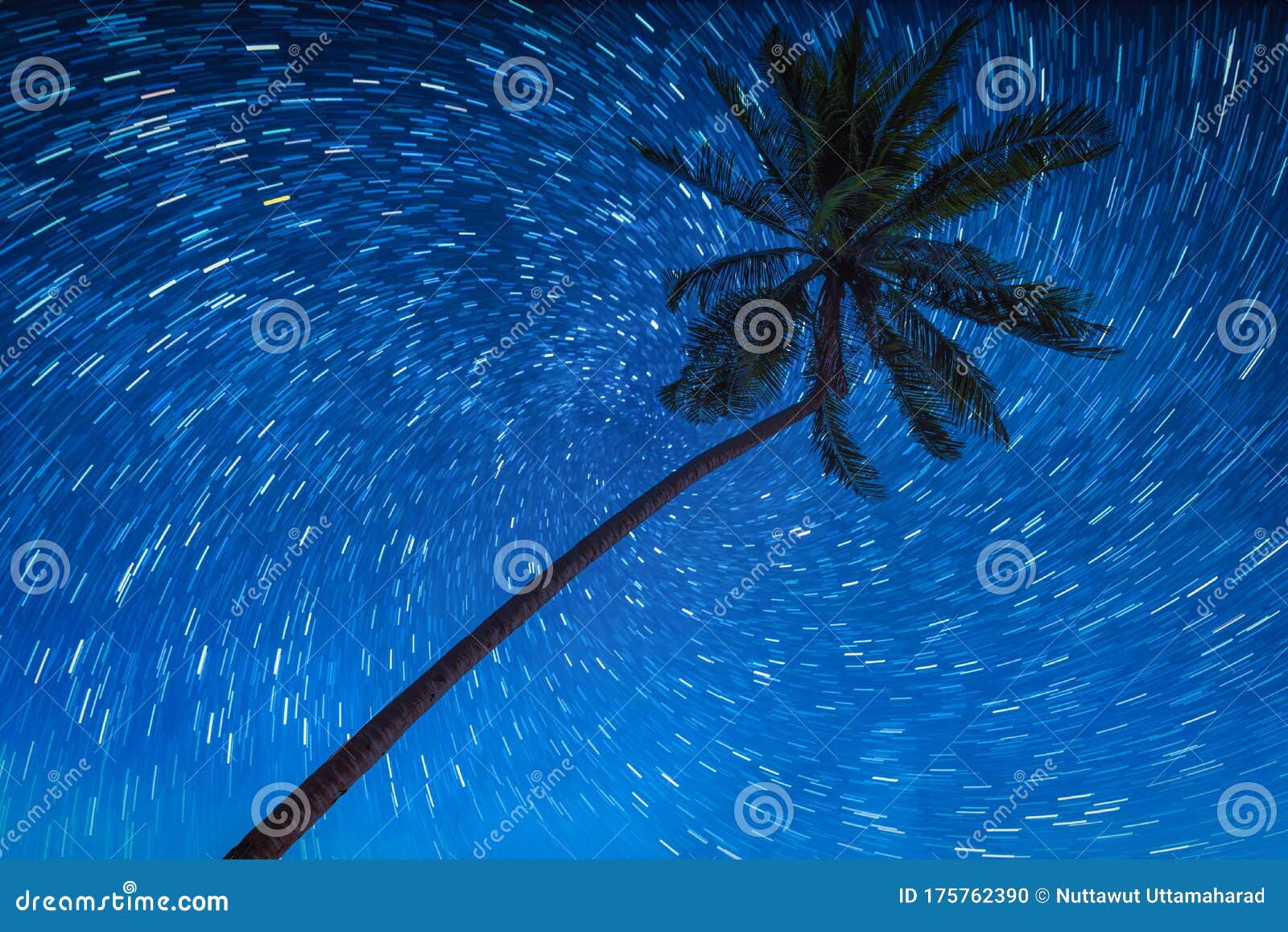 Coconut Palm Trees with Star Trail on Night Sky Stock Photo - Image of ...