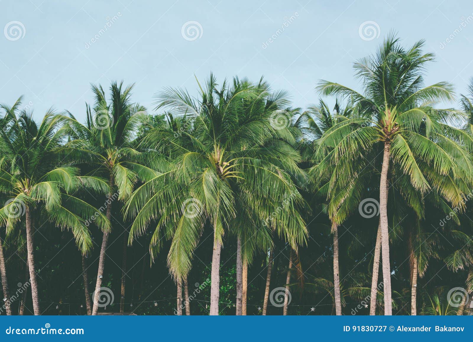 Coconut Palm Tree Curved Hanging Over Sea On The Tropical Beach ...