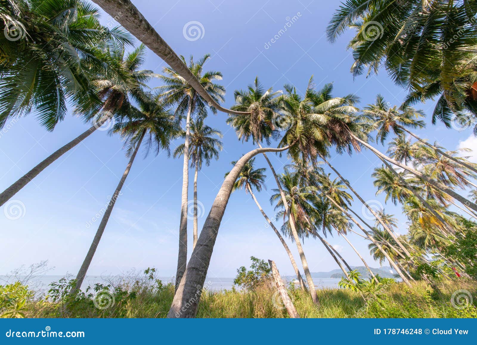 Coconut palm trees stock photo. Image of copy, trees - 178746248