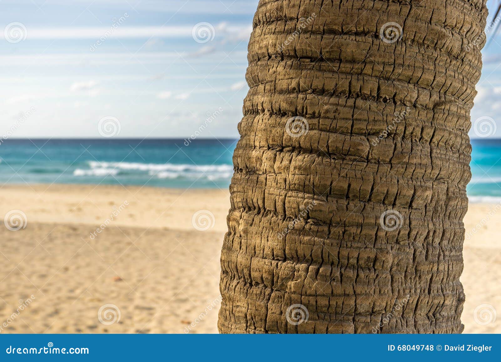 Coconut Palm, Trunk stock photo. Image of nature, green - 68049748
