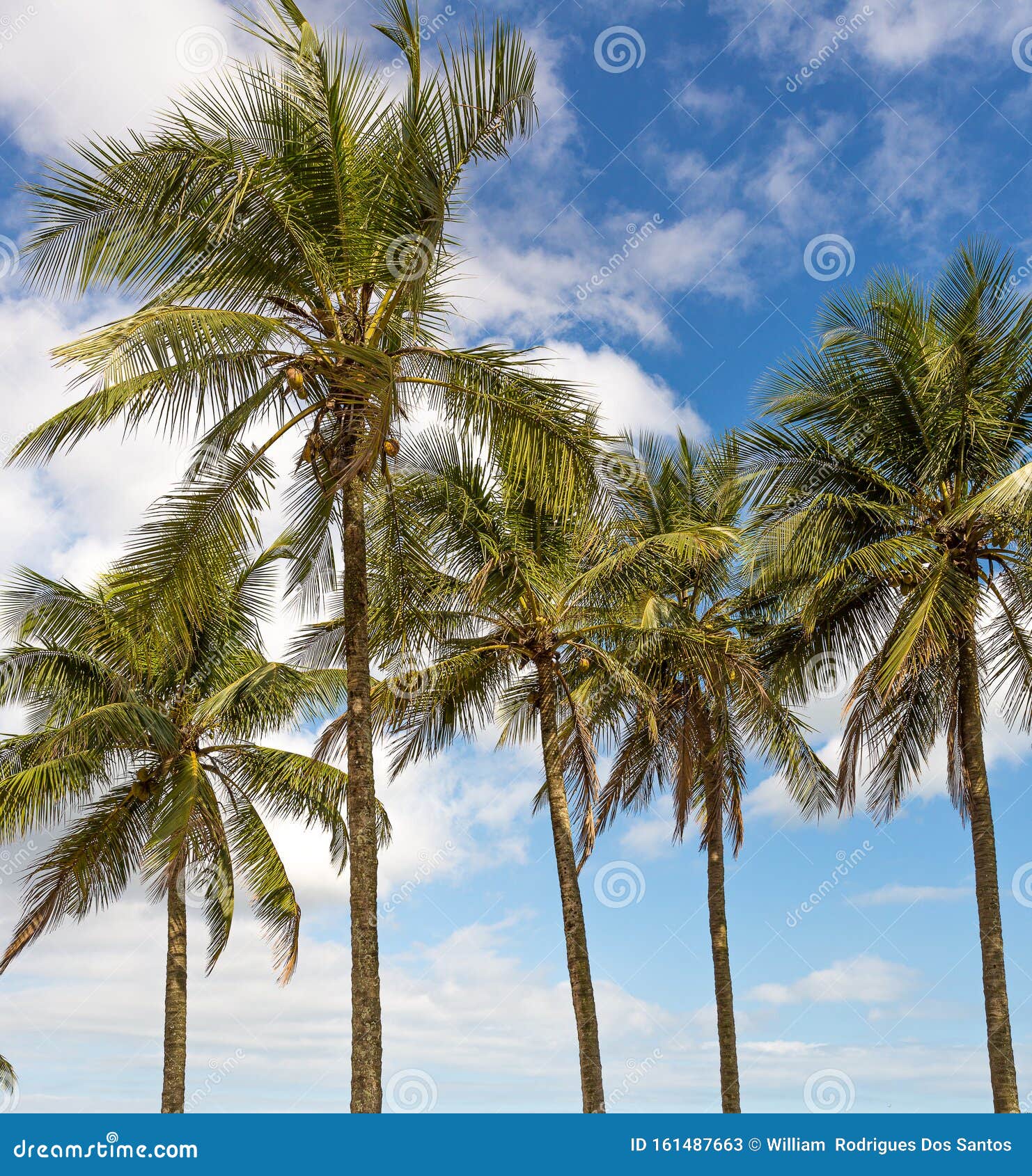 Palms Background. Rainforest. Jungles. Thickets Of Dense Green Plants ...