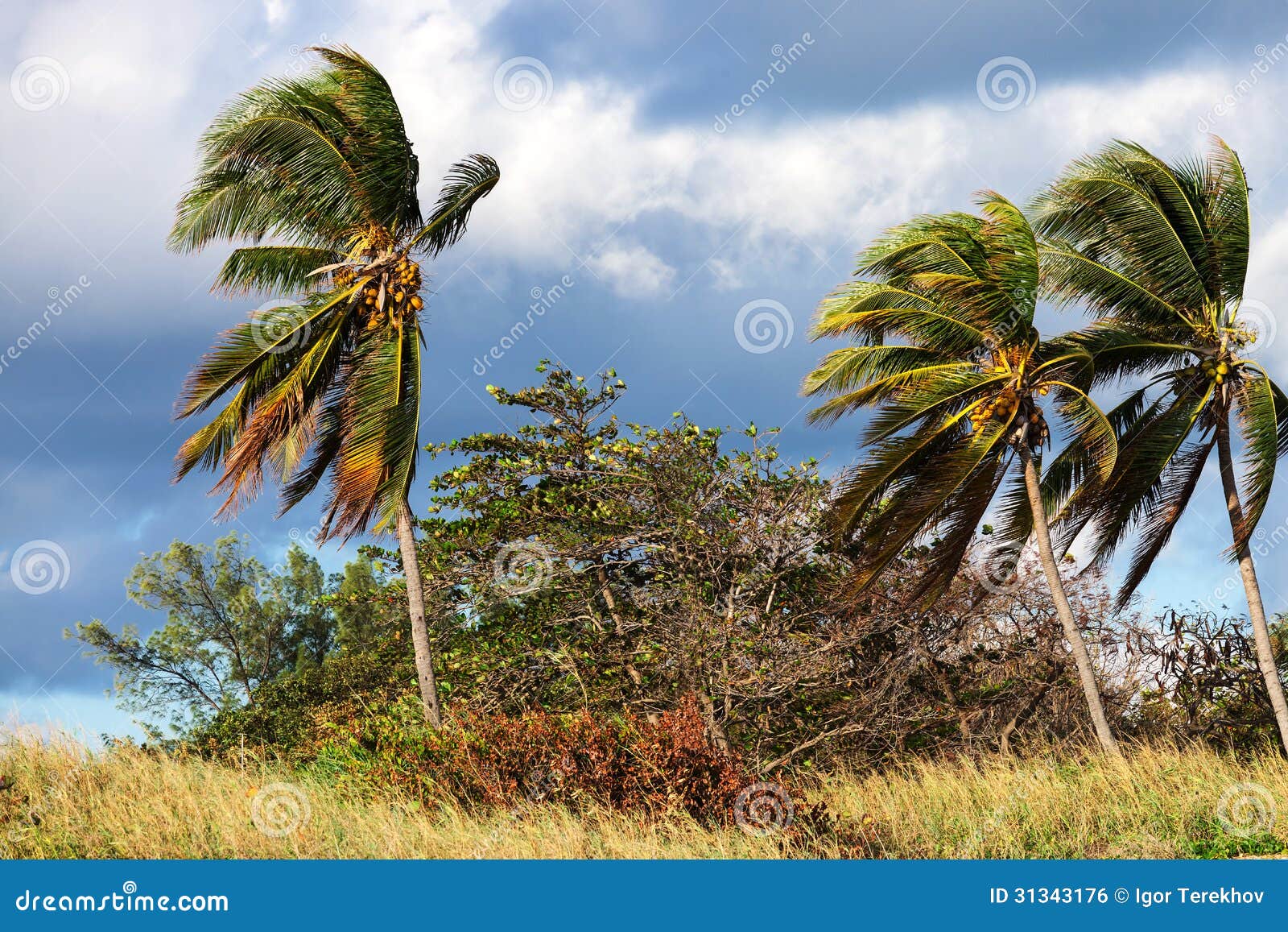 Coconut Palms and Strong Winds Stock Photo - Image of grass, growth ...