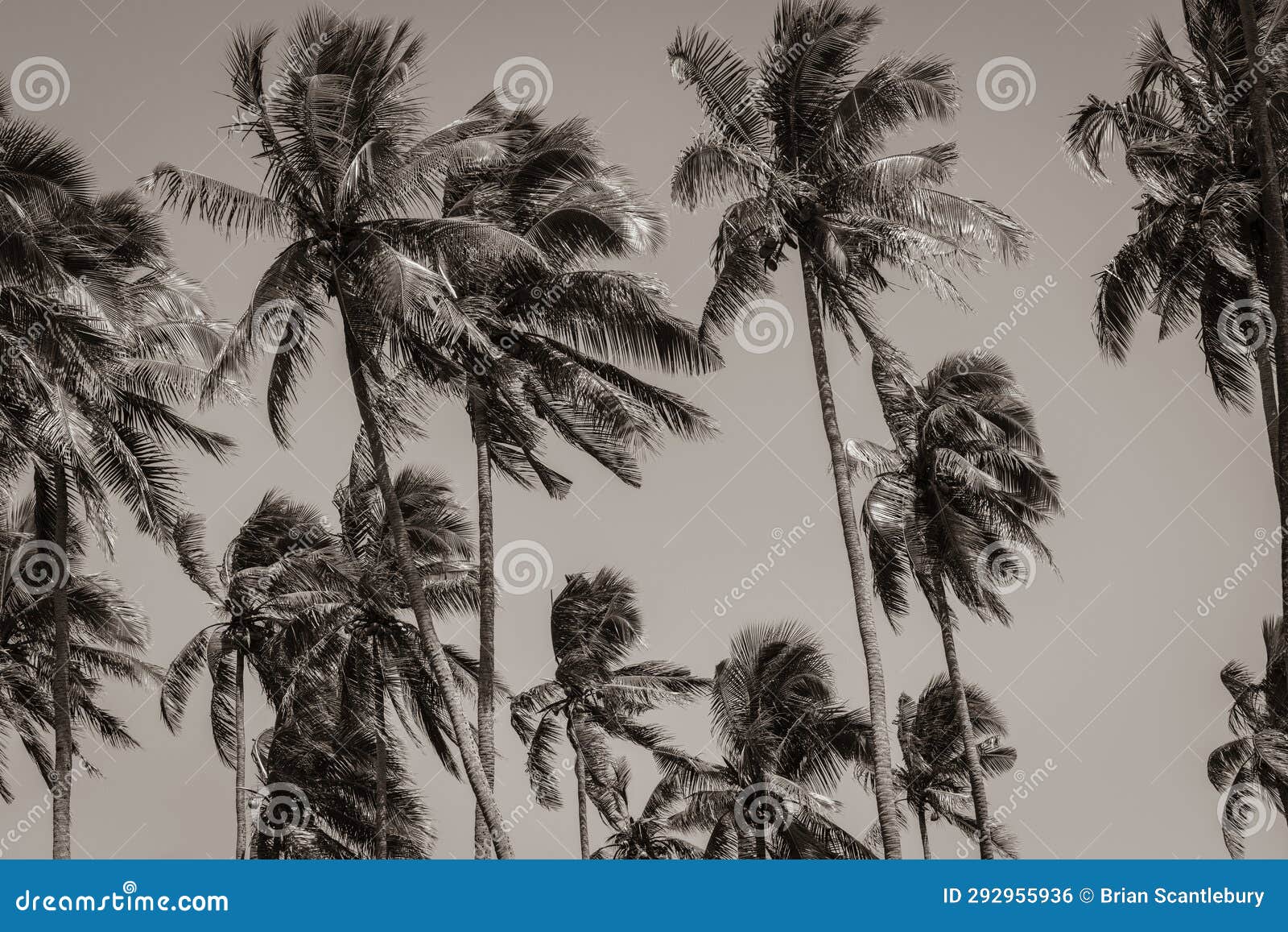 Coconut Palms Swaying in Strong Breeze Stock Photo - Image of nature ...