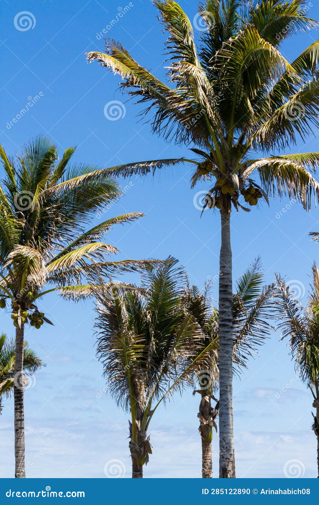 Coconut palms stock photo. Image of daytime, daylight - 285122890