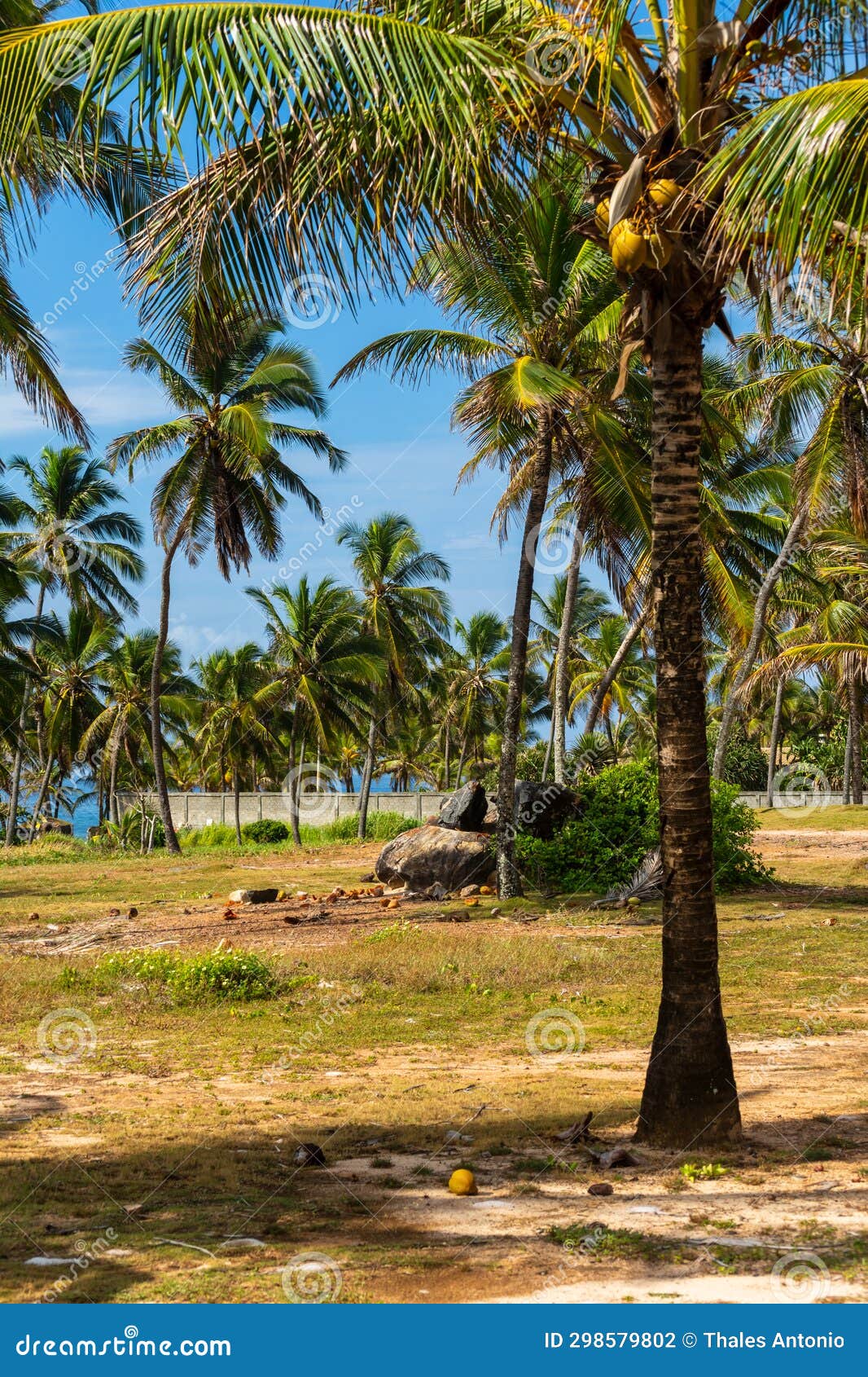 Coconut Palms and Trees in a Large Garden Stock Photo - Image of beach ...