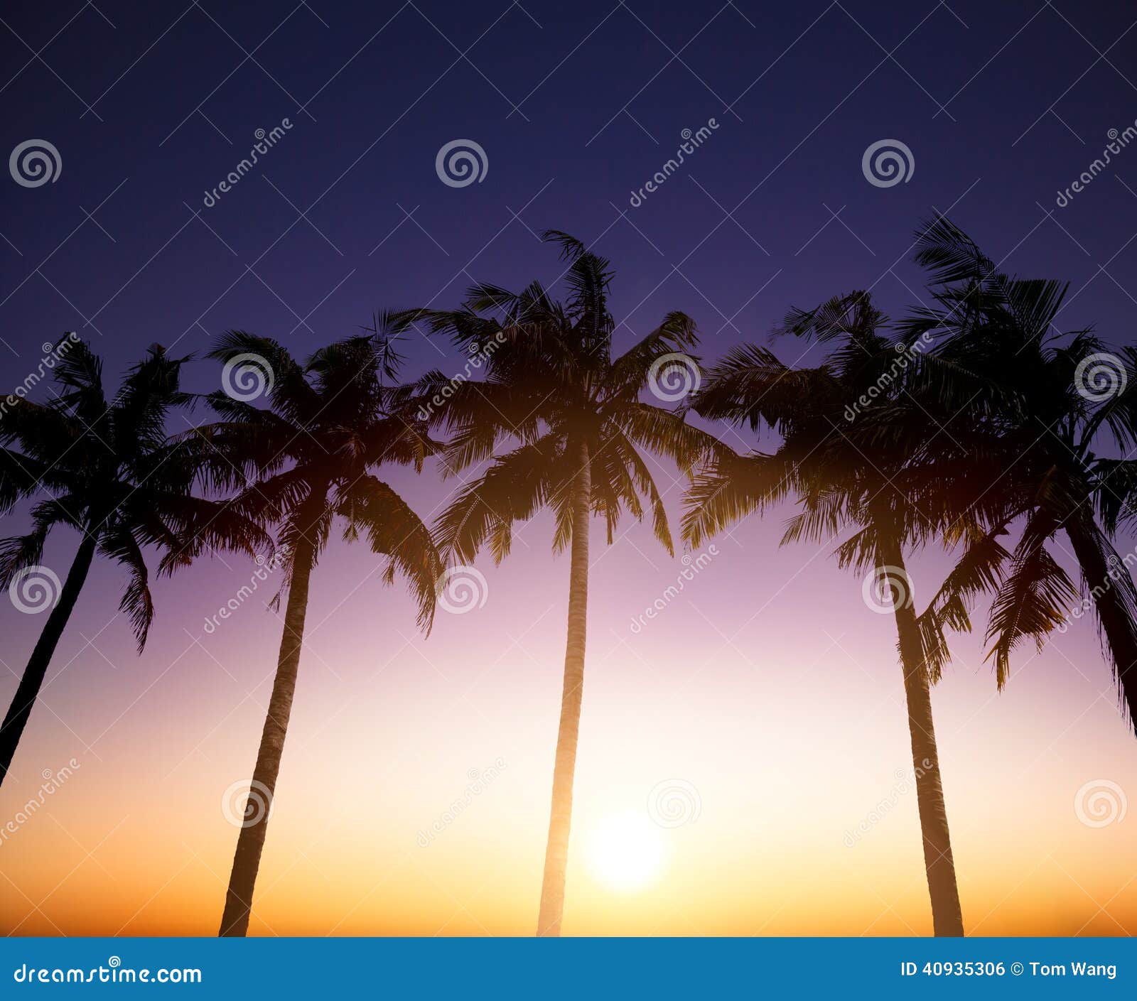 Coconut Palms is in Tropic on Sunset Background Stock Photo - Image of ...