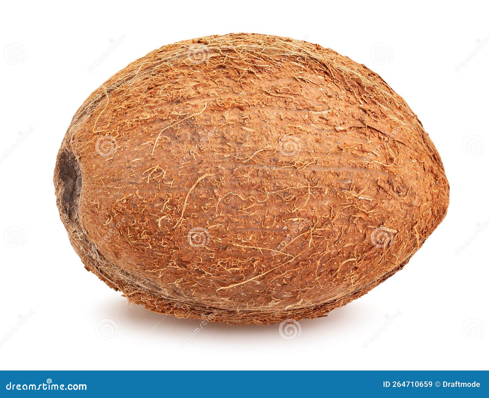 Coconut path isolated stock image. Image of white, cutout - 264710659