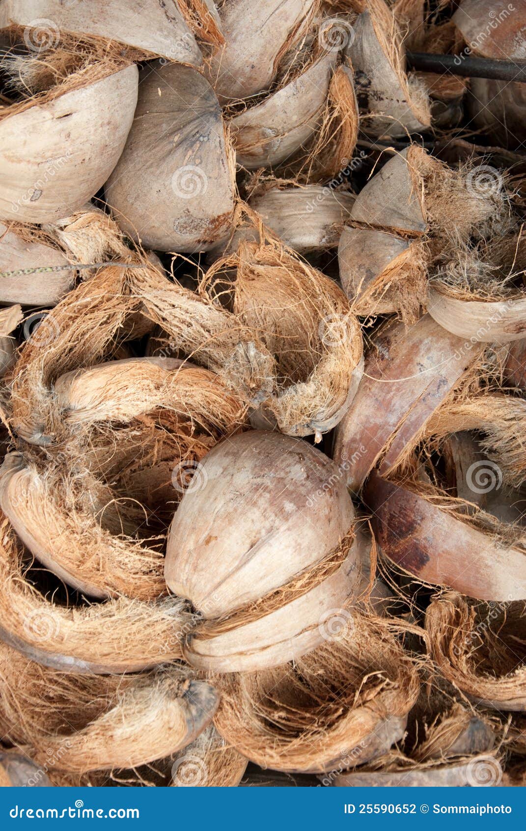Coconut peel stock photo. Image of brown, organic, asian - 25590652