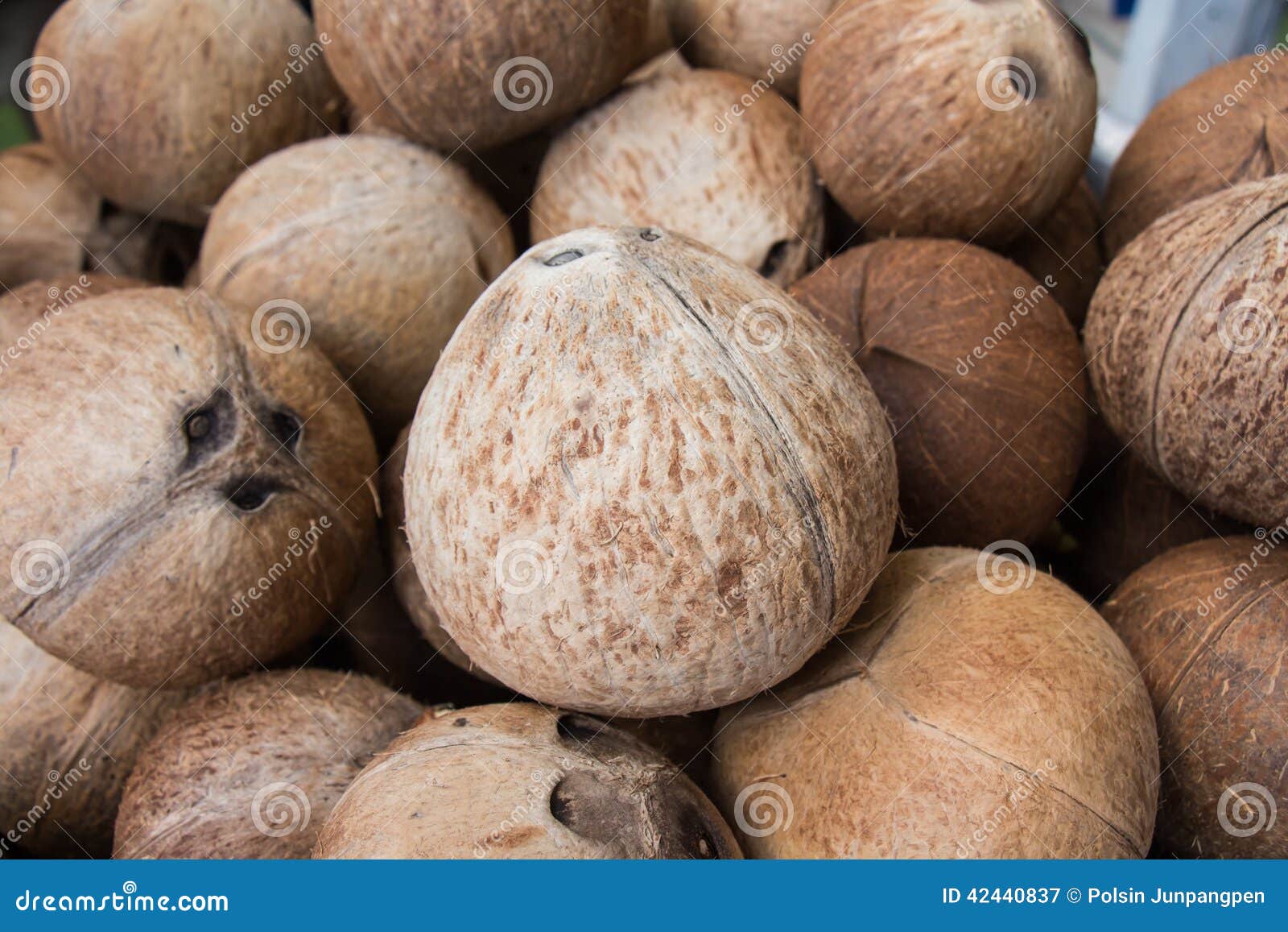 Coconut peel stock image. Image of plant, peel, closeup - 42440837